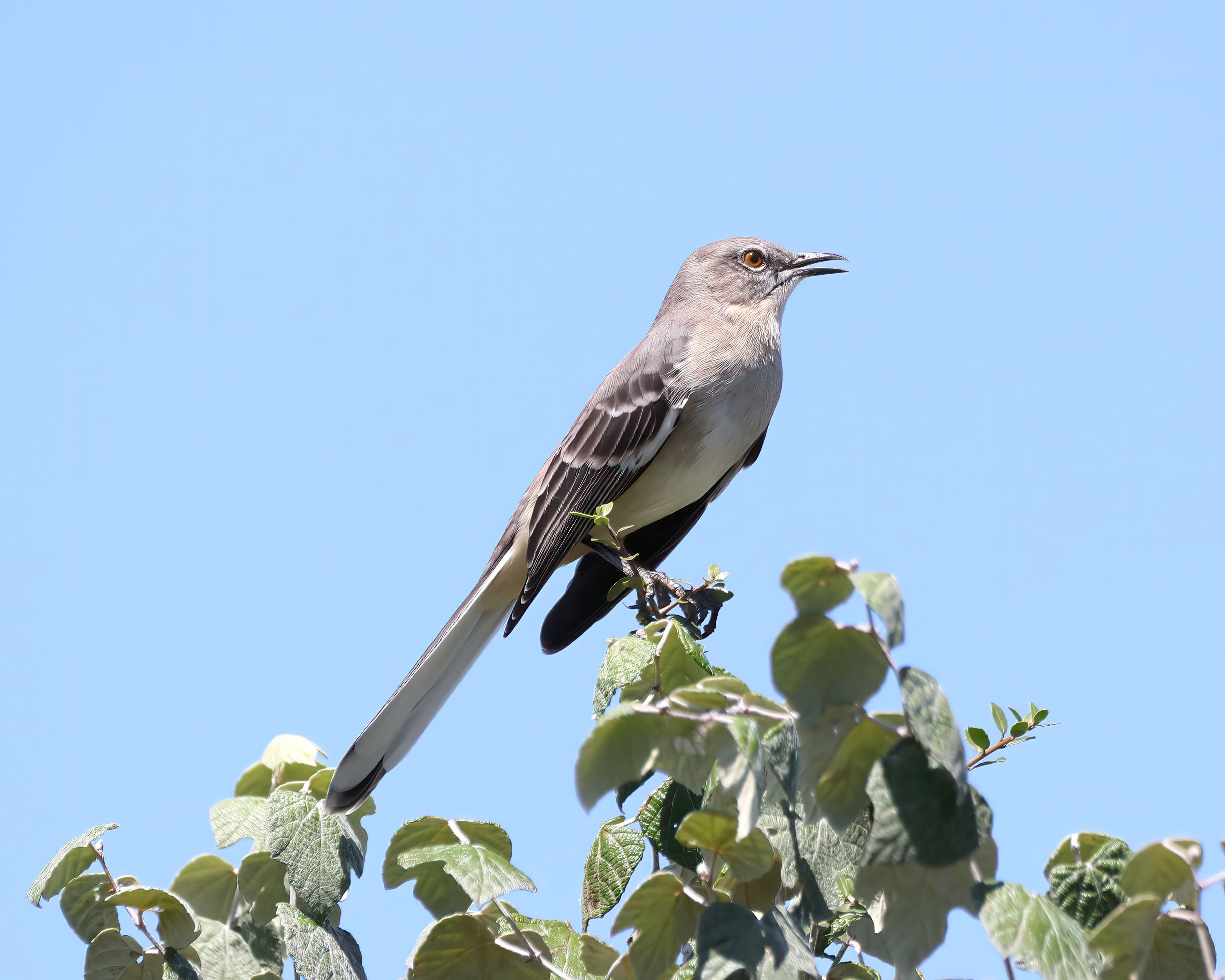 Northern Mockingbird Perched on Tree Branch · Free Stock Photo