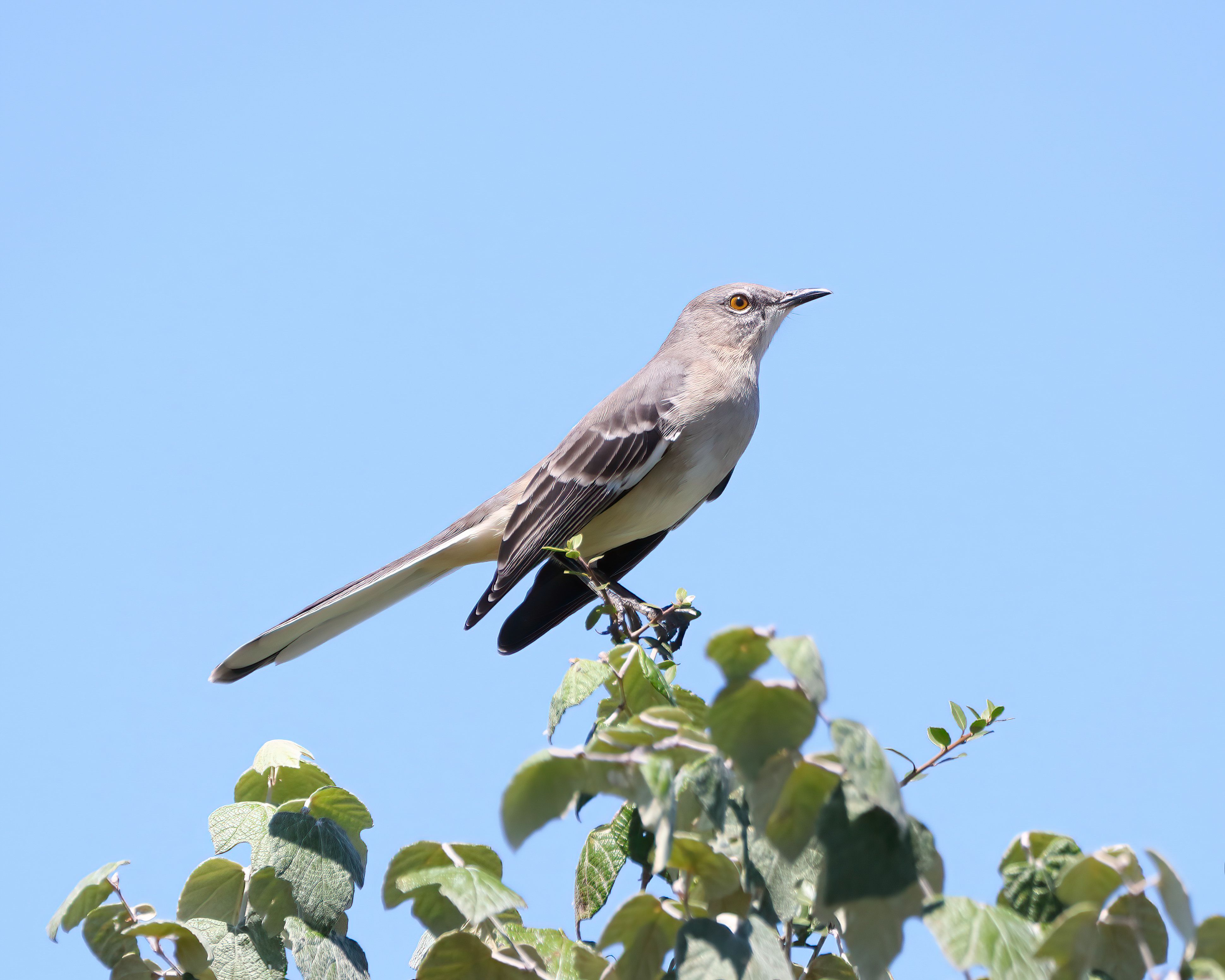 Northern Mockingbird on Leafy Branch in Blue Sky · Free Stock Photo