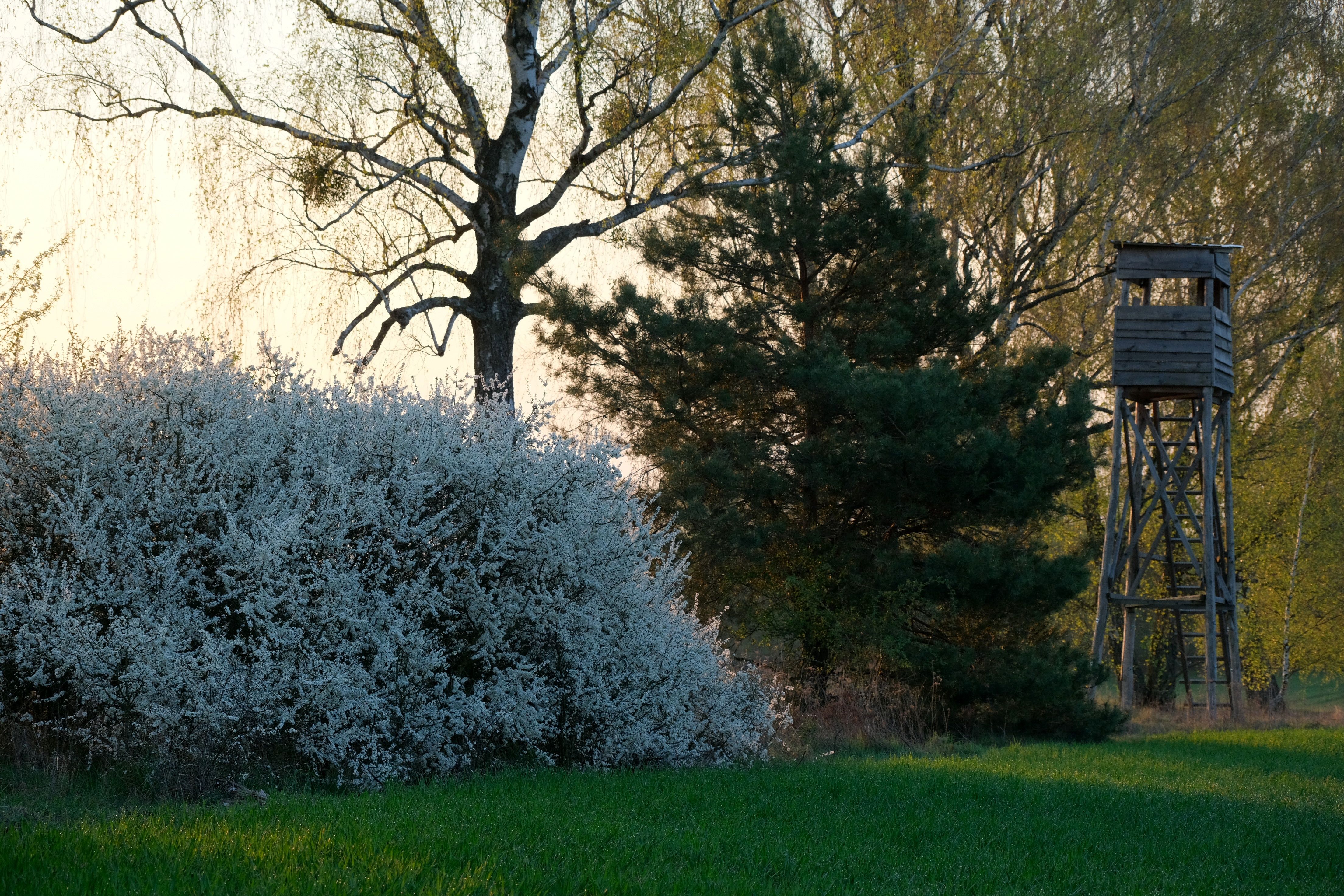 Watchtower Photos, Download The BEST Free Watchtower Stock Photos & HD ...
