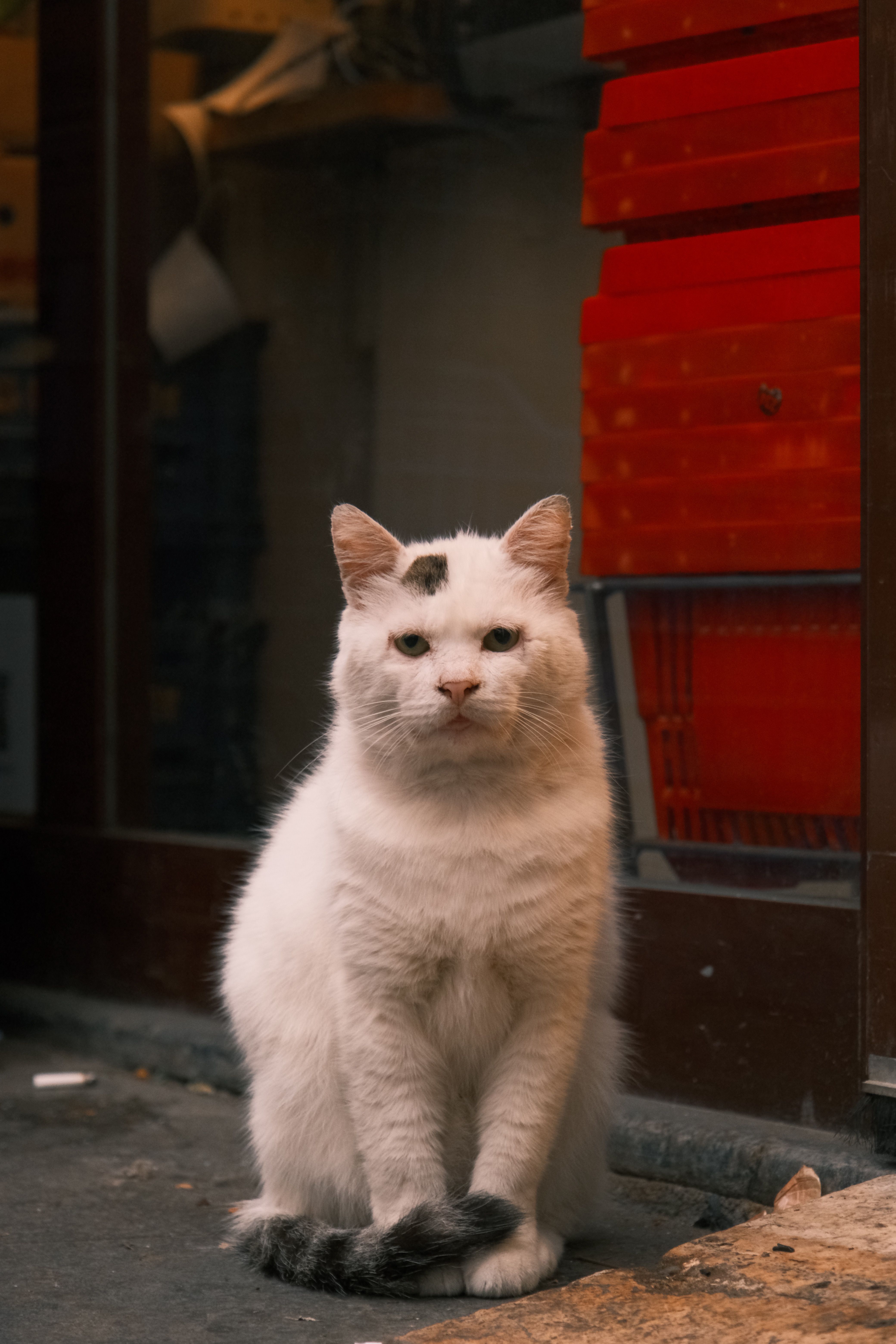 Middle Finger Cat Photos, Download The BEST Free Middle Finger Cat ...