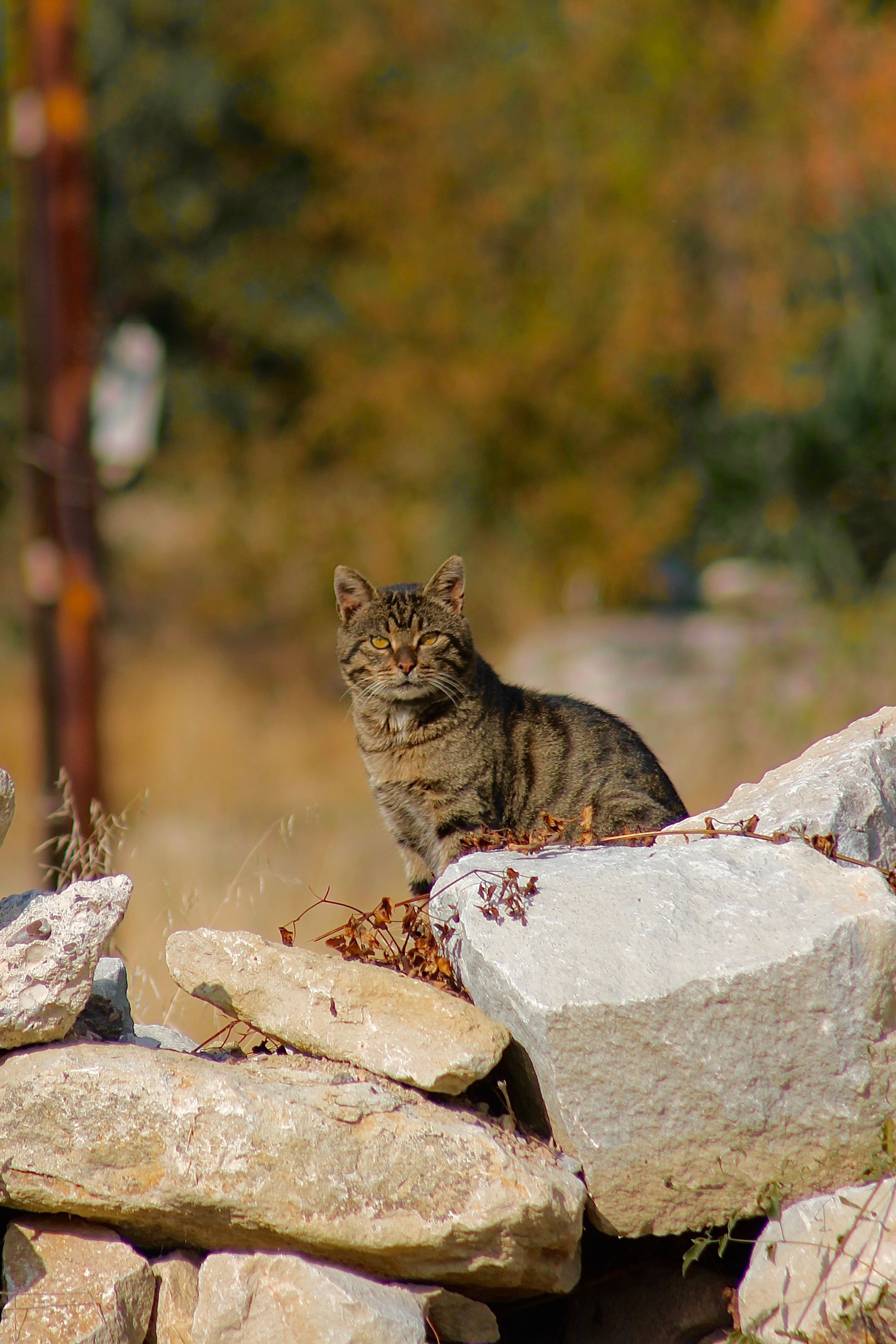 Minx Wild Cat Photos, Download The BEST Free Minx Wild Cat Stock Photos ...
