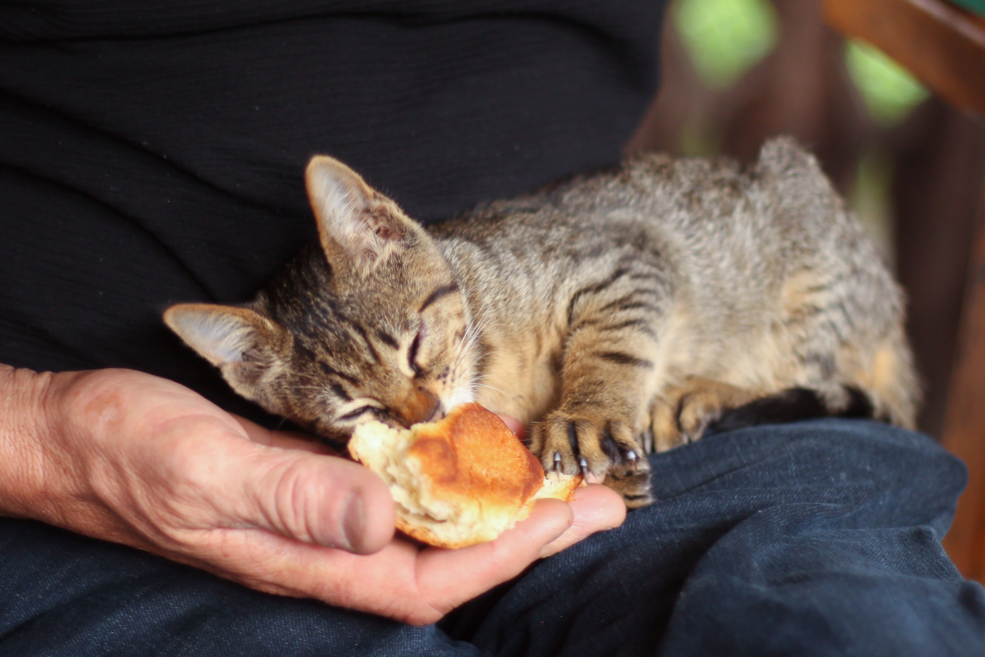 Muffin Cat Photos, Download The BEST Free Muffin Cat Stock Photos & HD ...