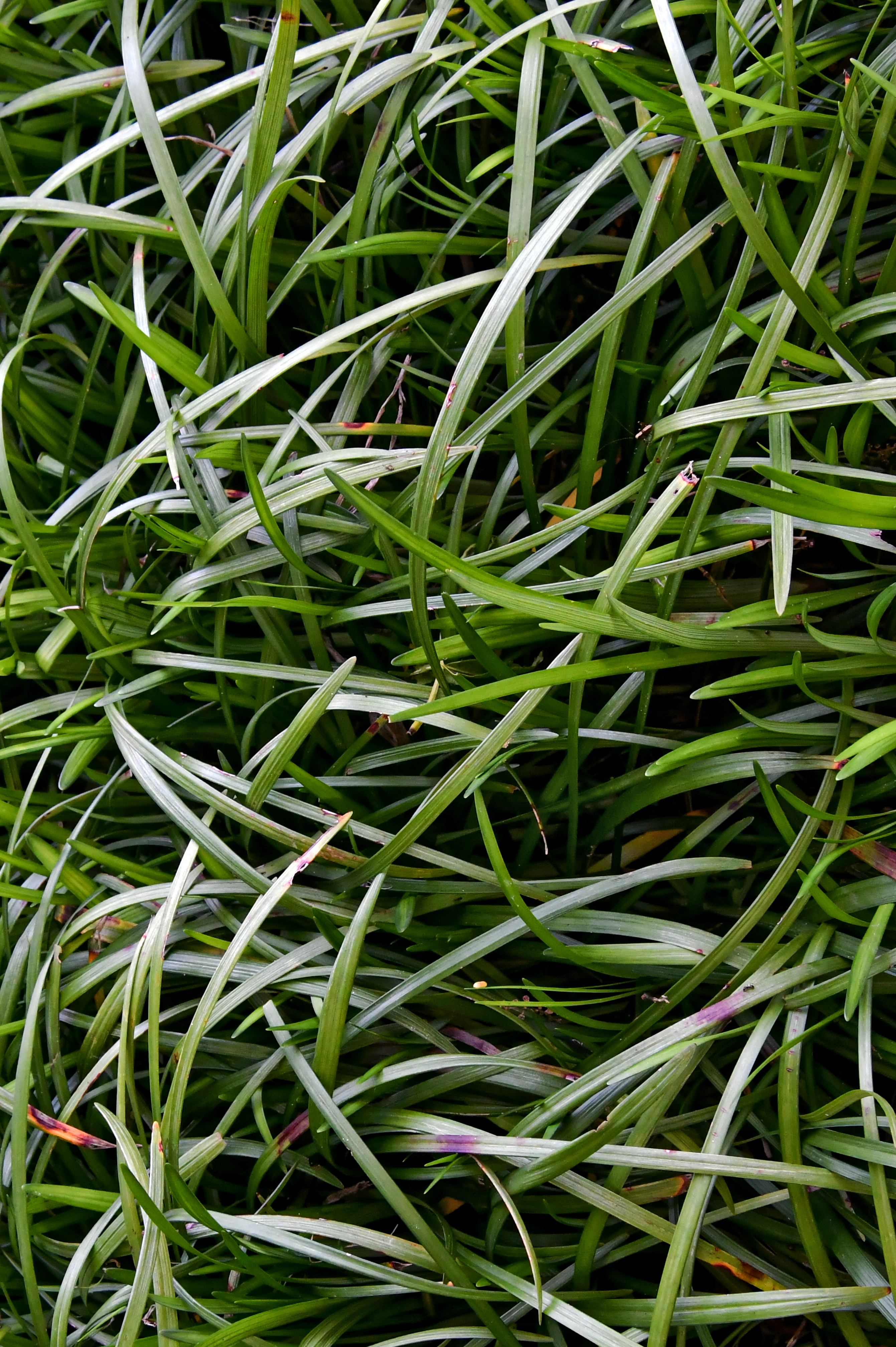 Vibrant Grassy Flats Photos, Download The BEST Free Vibrant Grassy ...