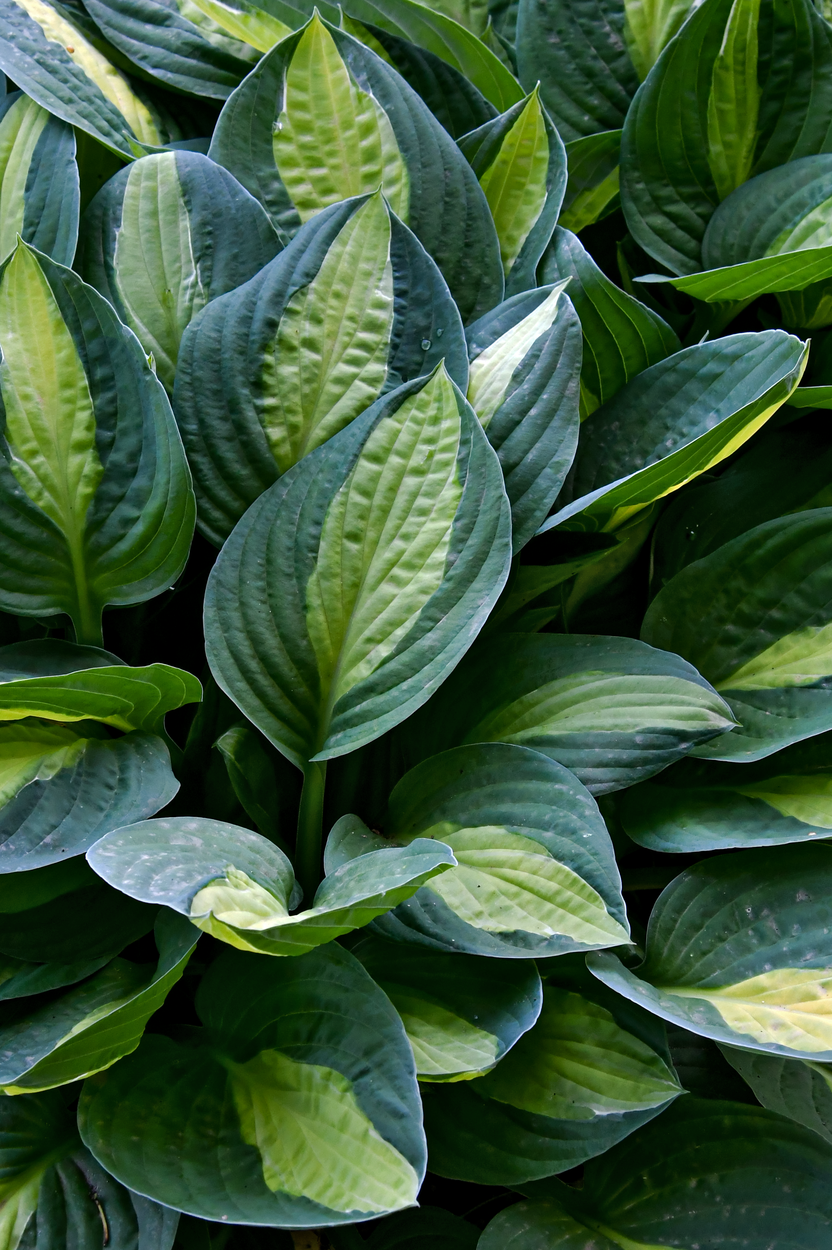 Hosta Pflanze Photos, Download The BEST Free Hosta Pflanze Stock Photos ...
