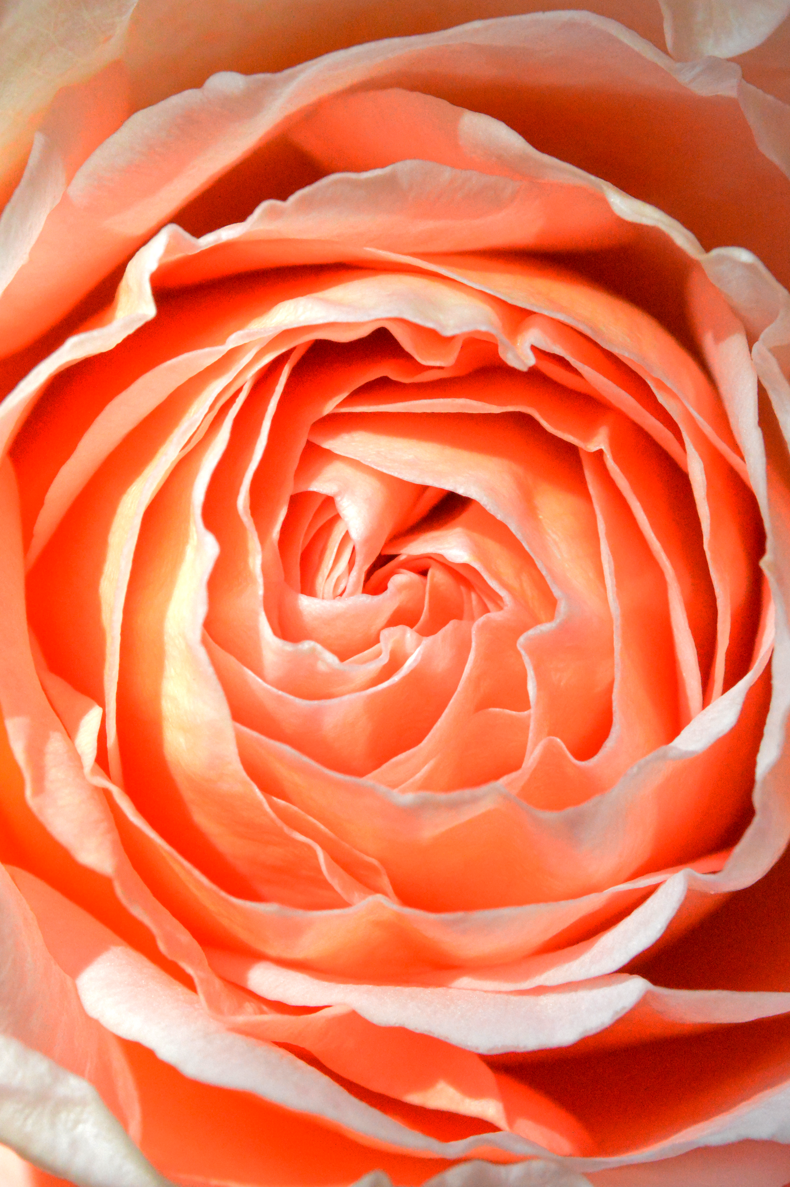 Rose Petals Texture Photos, Download The BEST Free Rose Petals Texture ...