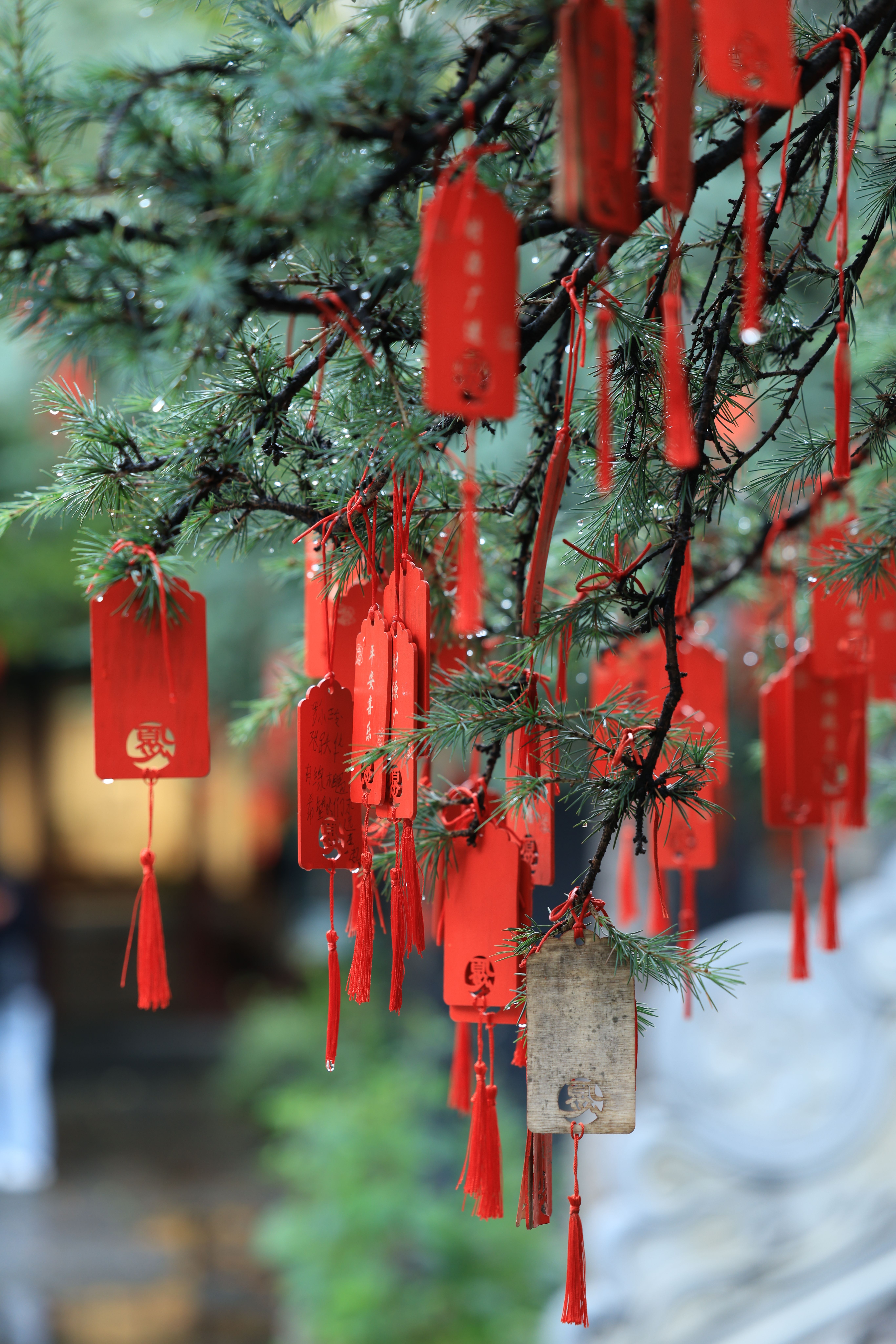 Red Wish Tags Hanging on Evergreen Tree Branches · Free Stock Photo