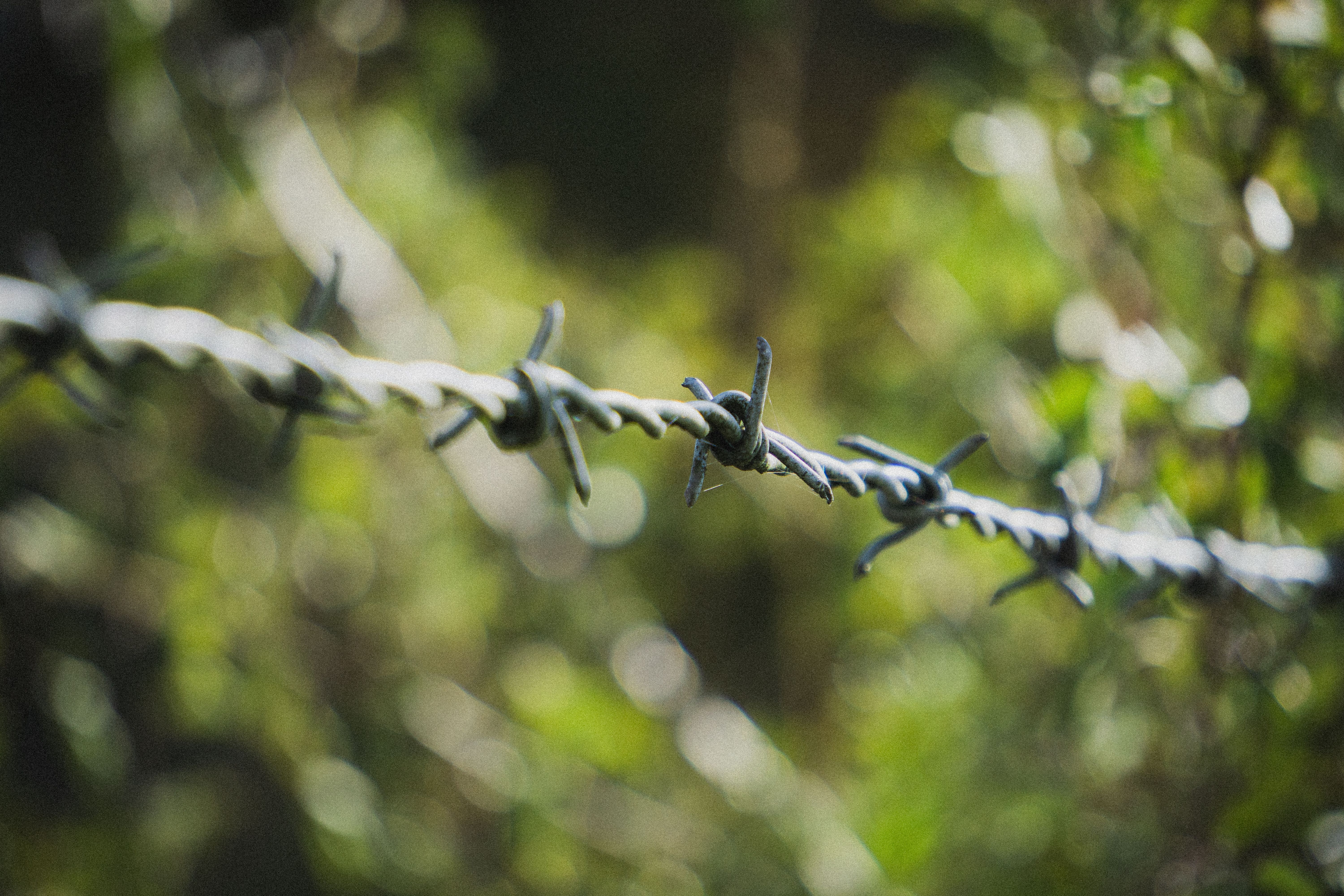 Close-Up of Barbed Wire with Nature Background · Free Stock Photo