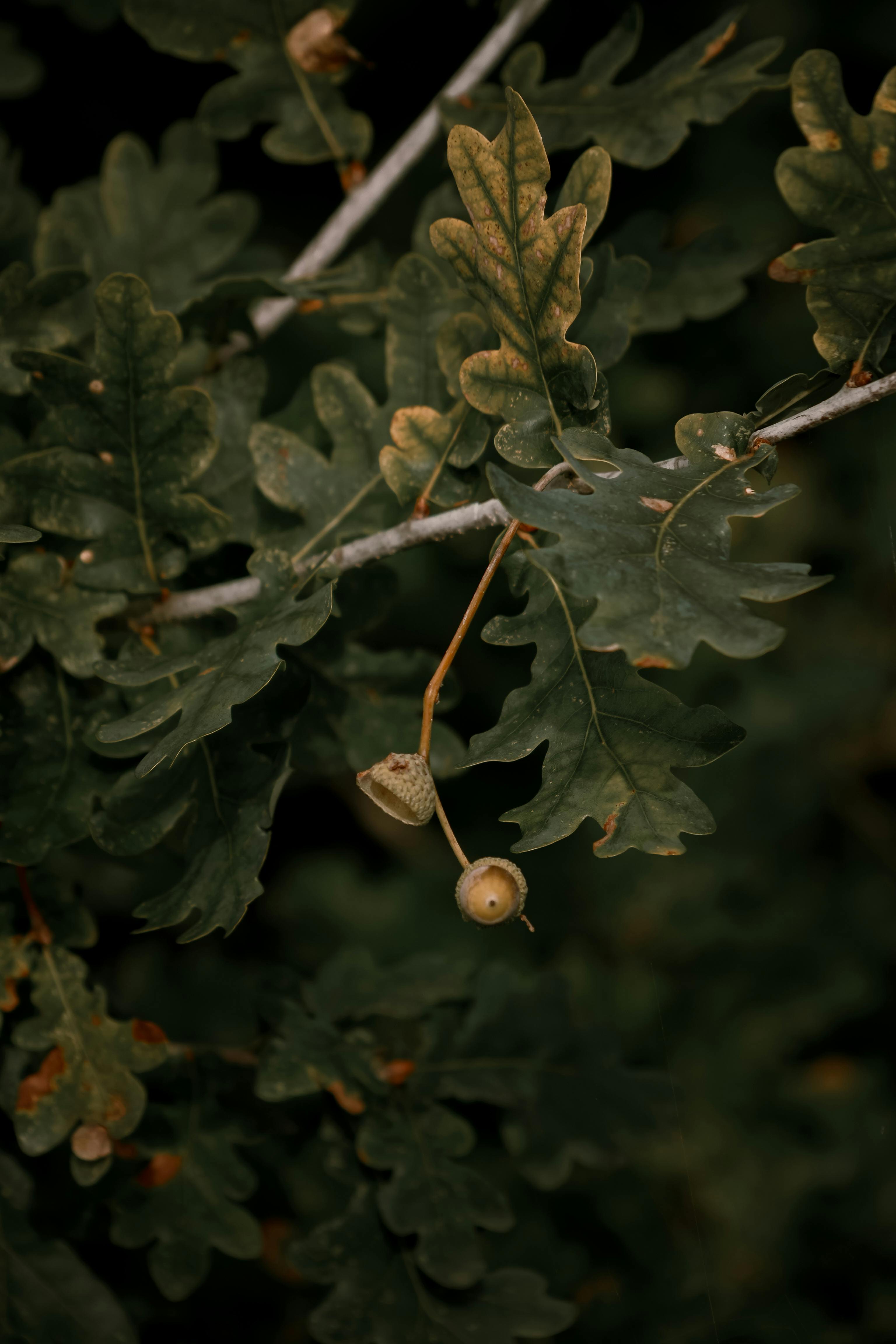 September Leaves Photos, Download The BEST Free September Leaves Stock ...