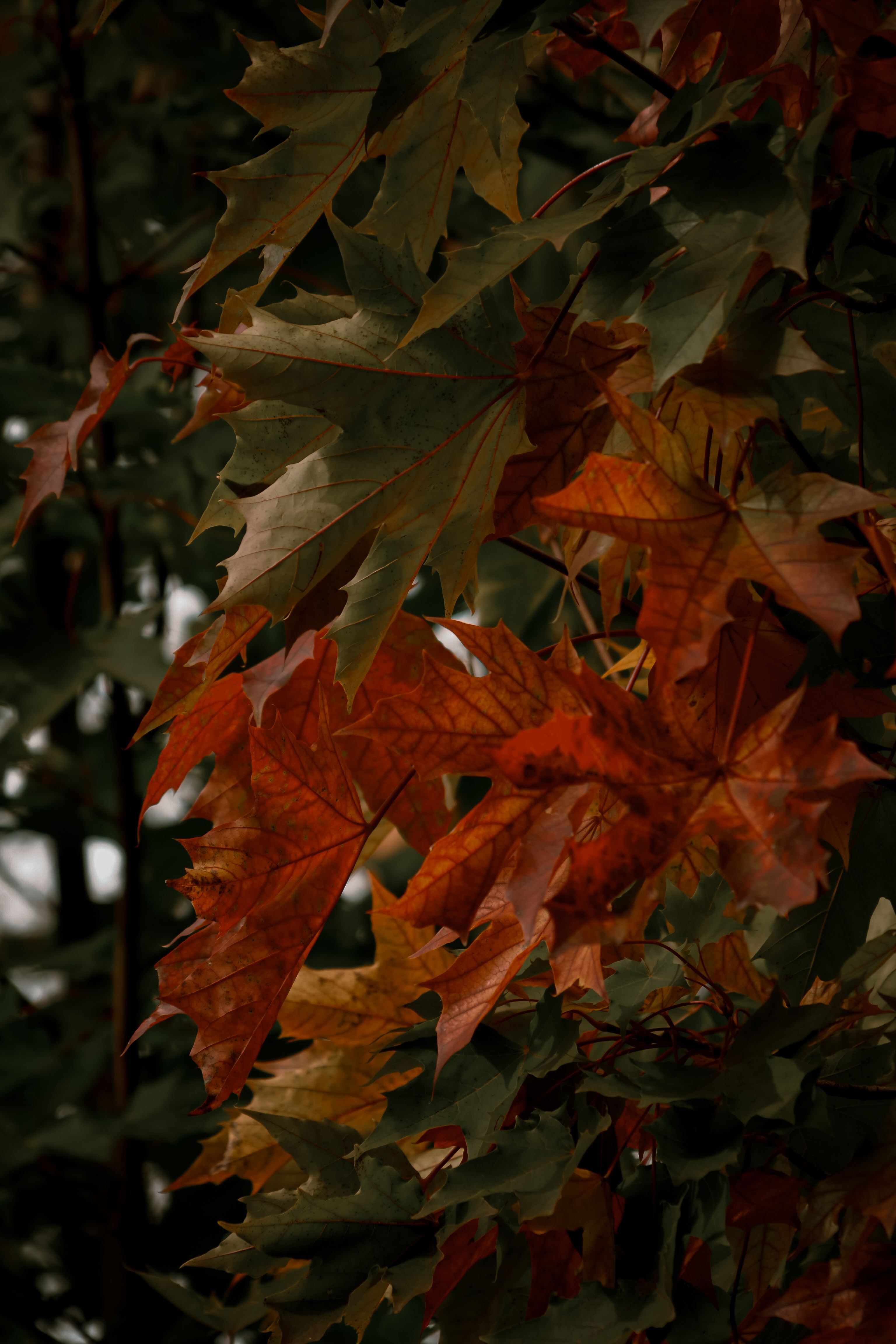 September Scenery Photos, Download The BEST Free September Scenery ...
