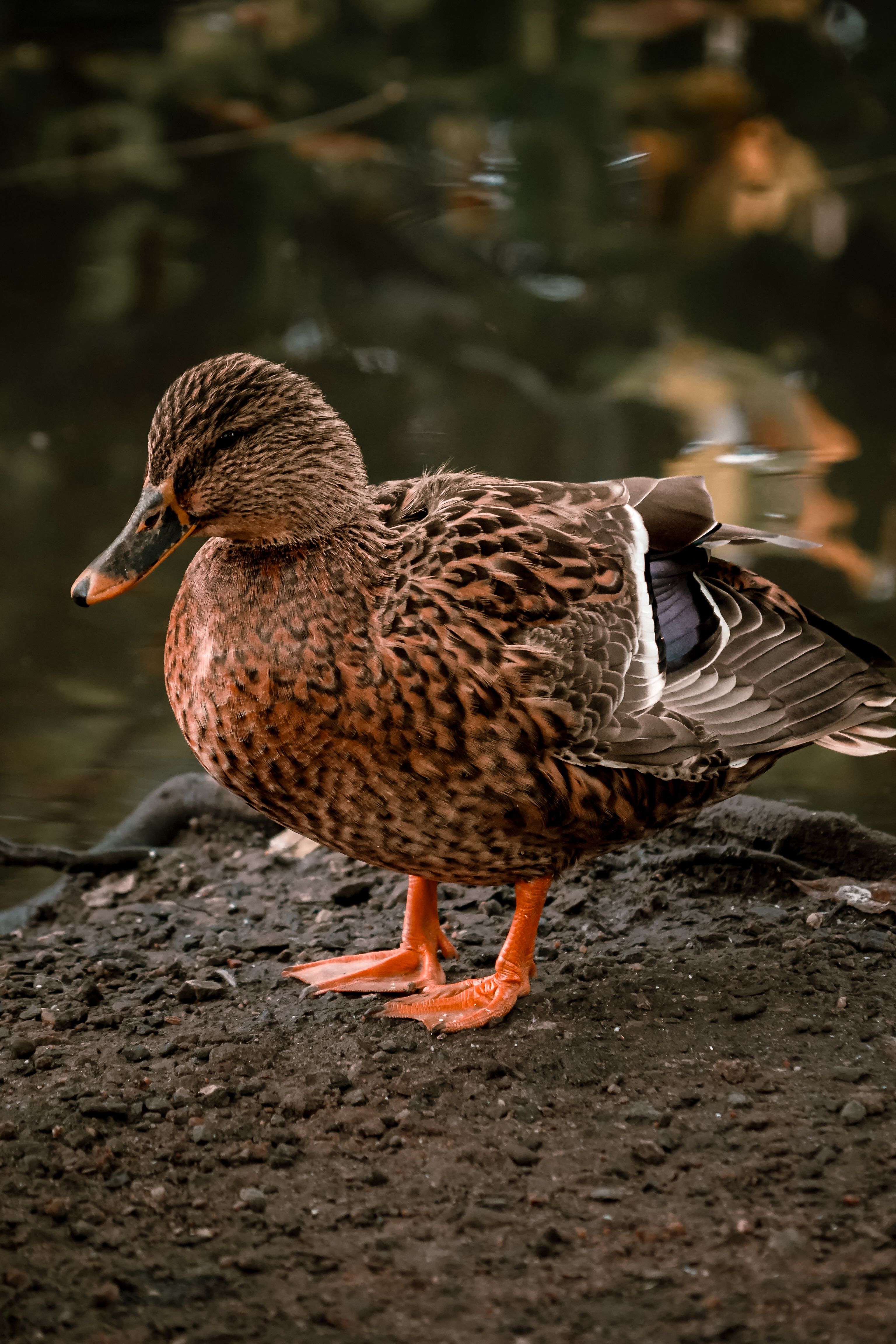 Pato Photos, Download The BEST Free Pato Stock Photos & HD Images