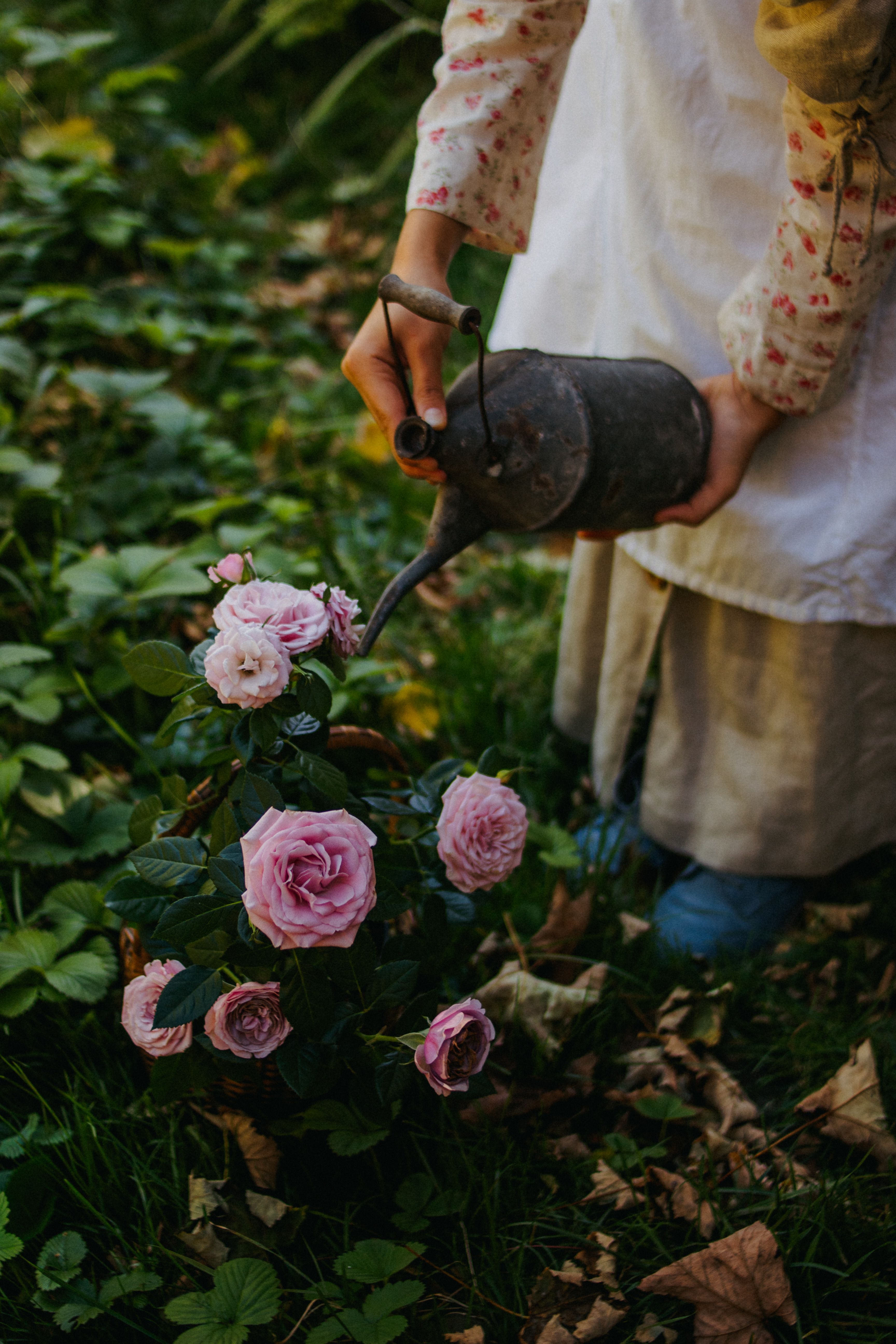 Rustic Gardening Scene with Watering Can and Roses · Free Stock Photo