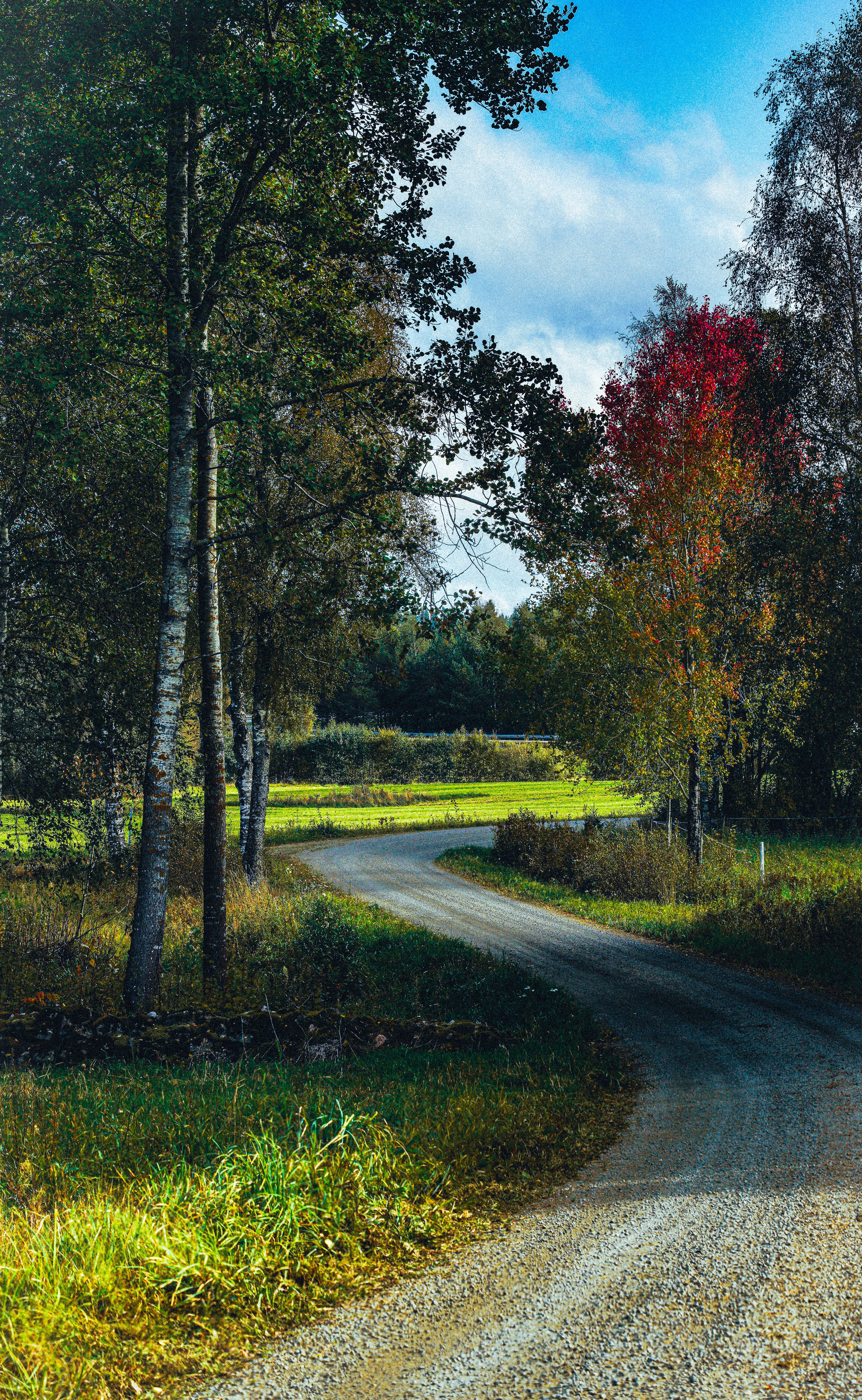 Scenic Country Drive Through Autumn Forest · Free Stock Photo