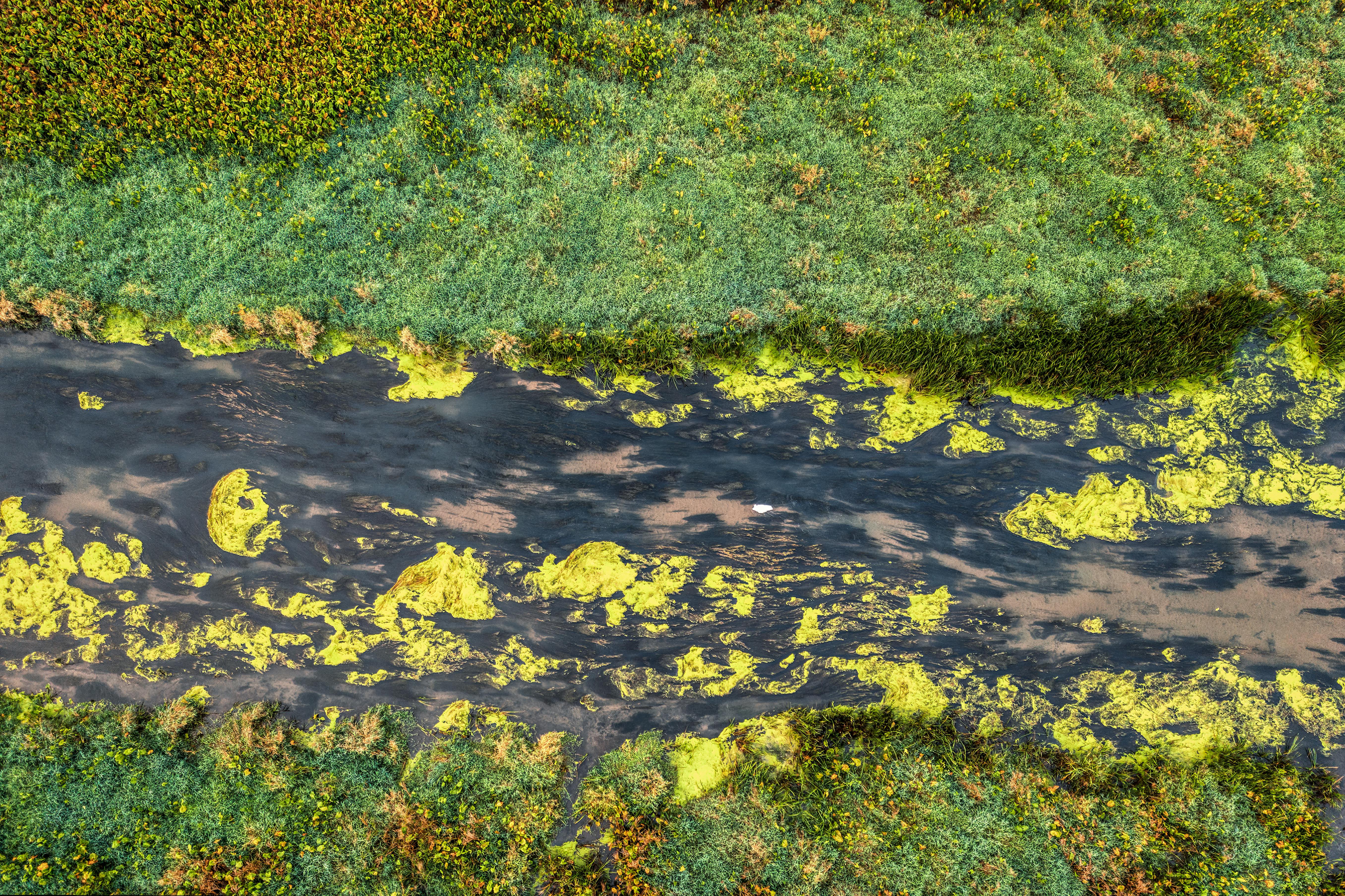 Aerial View of Algae Covered Waterway in Nature · Free Stock Photo