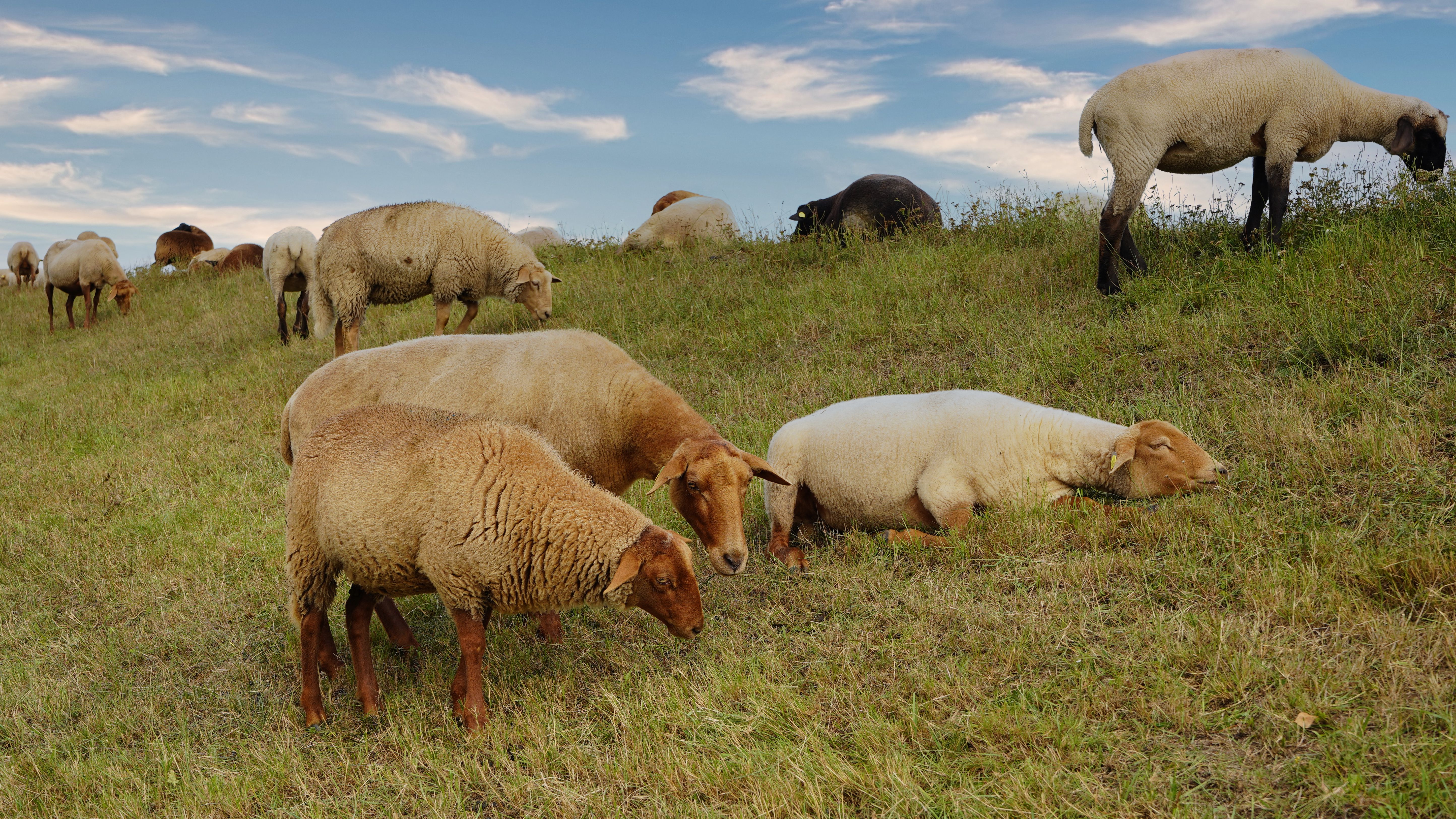 Cartoon Sheep Photos, Download The BEST Free Cartoon Sheep Stock Photos ...