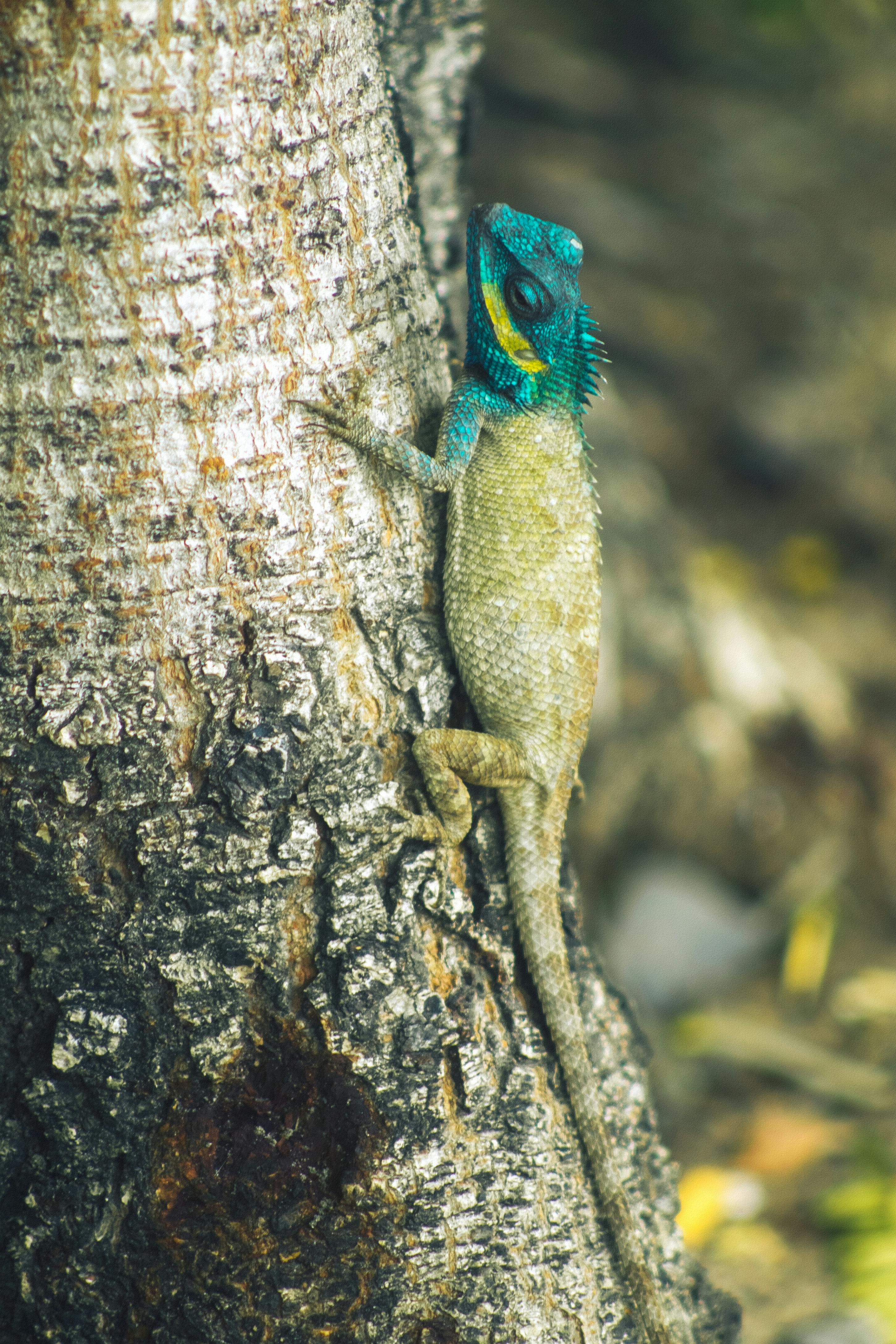 Dragon Animated Picture Photos, Download The BEST Free Dragon Animated ...