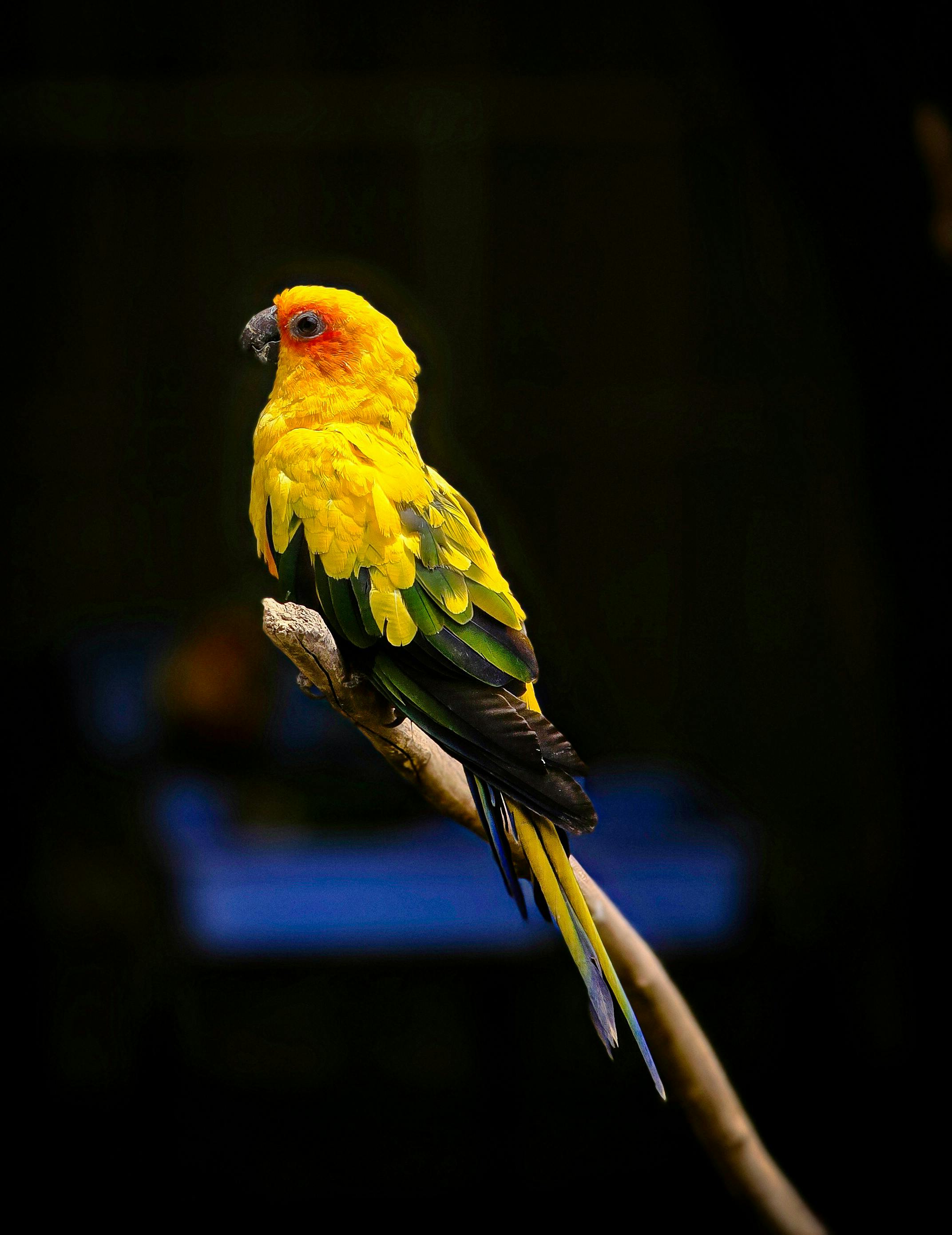 Foto de stock gratuita sobre agapornis, agapornis africano, al aire ...
