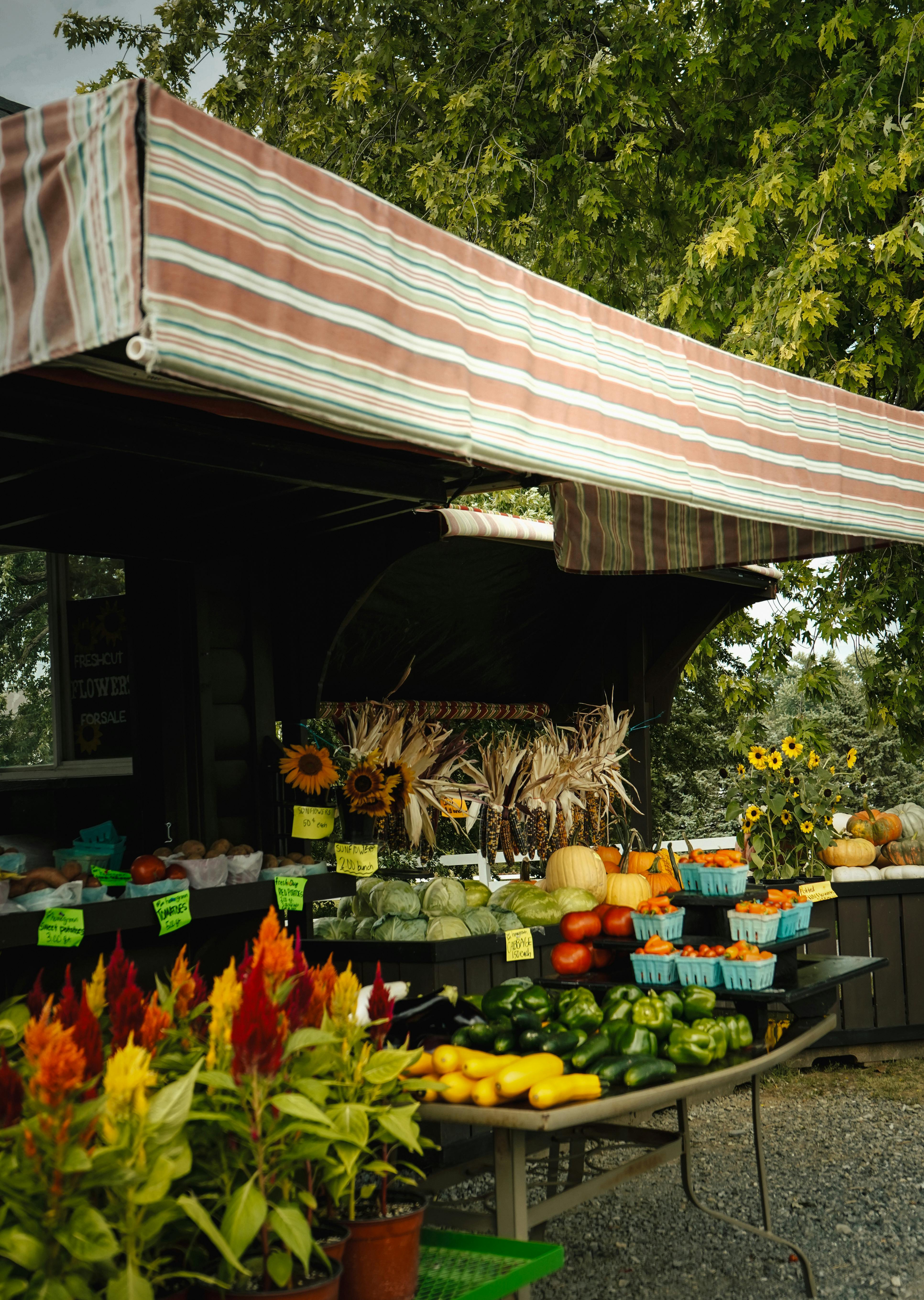 Candy Corn Photos, Download The BEST Free Candy Corn Stock Photos & HD ...