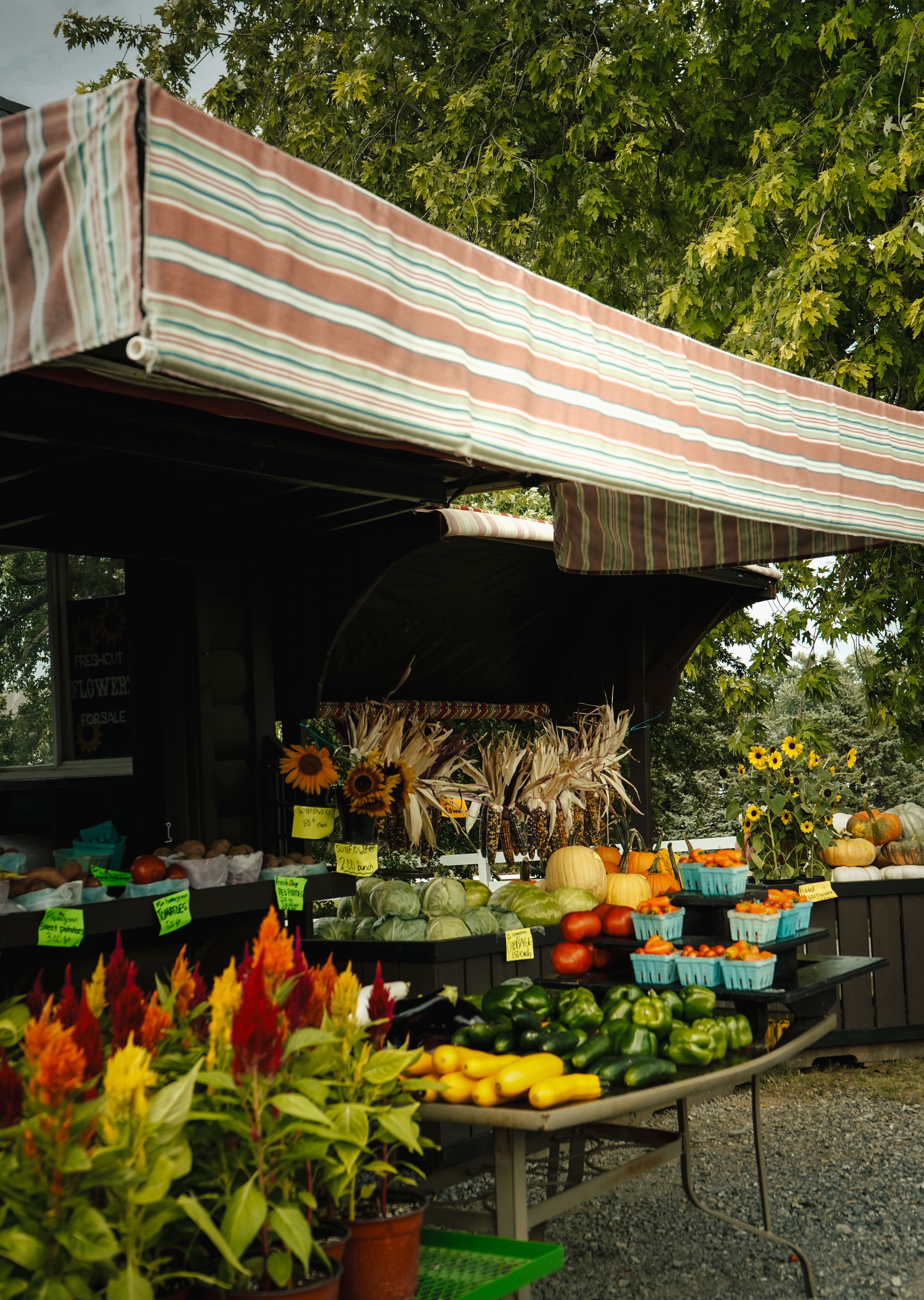 Colorful Farmers Market Stall in Autumn Setting · Free Stock Photo