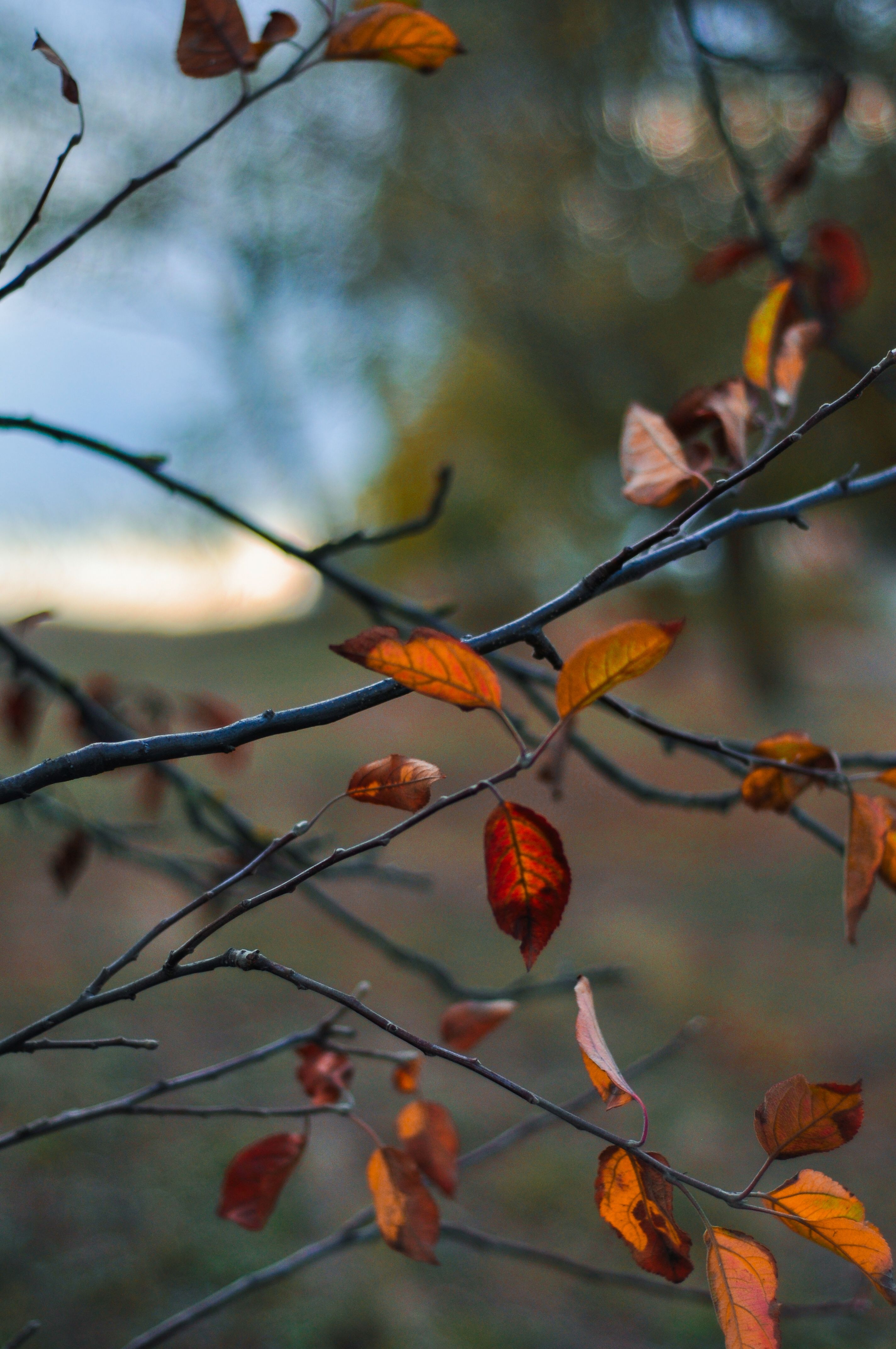 The Changing Colors of Leaves During Autumn · Free Stock Photo