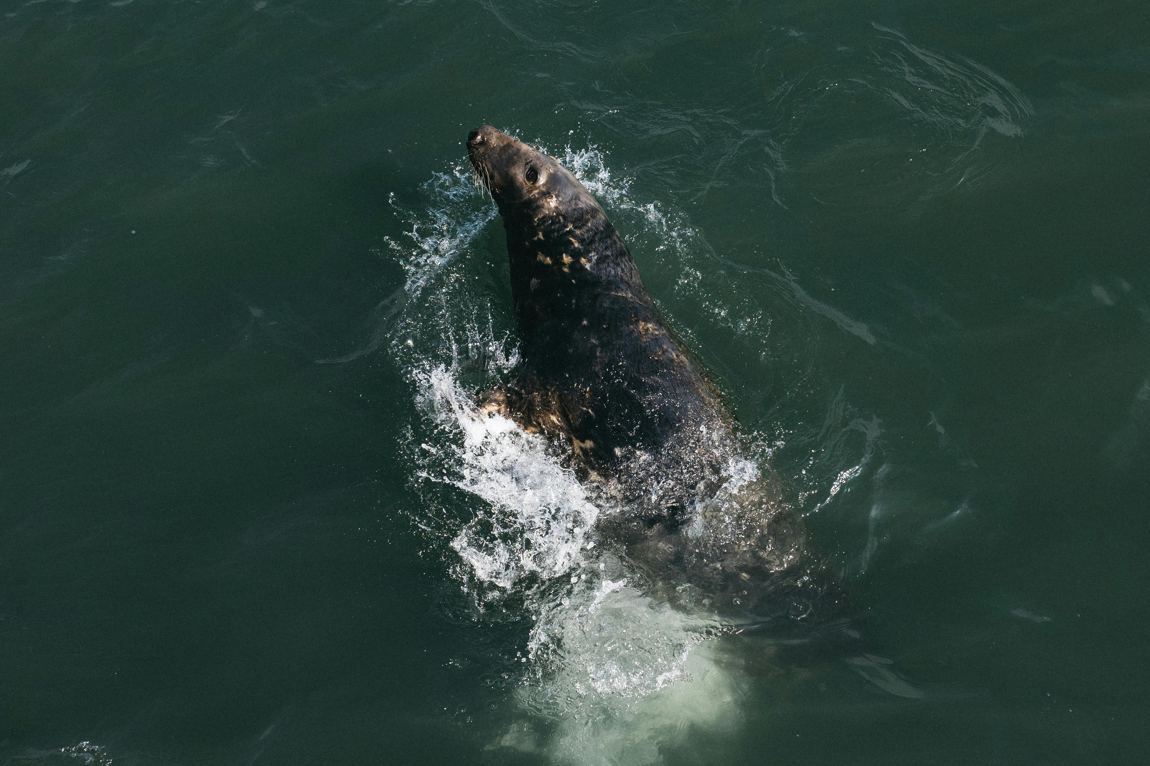 Splash Test Photos, Download The BEST Free Splash Test Stock Photos ...