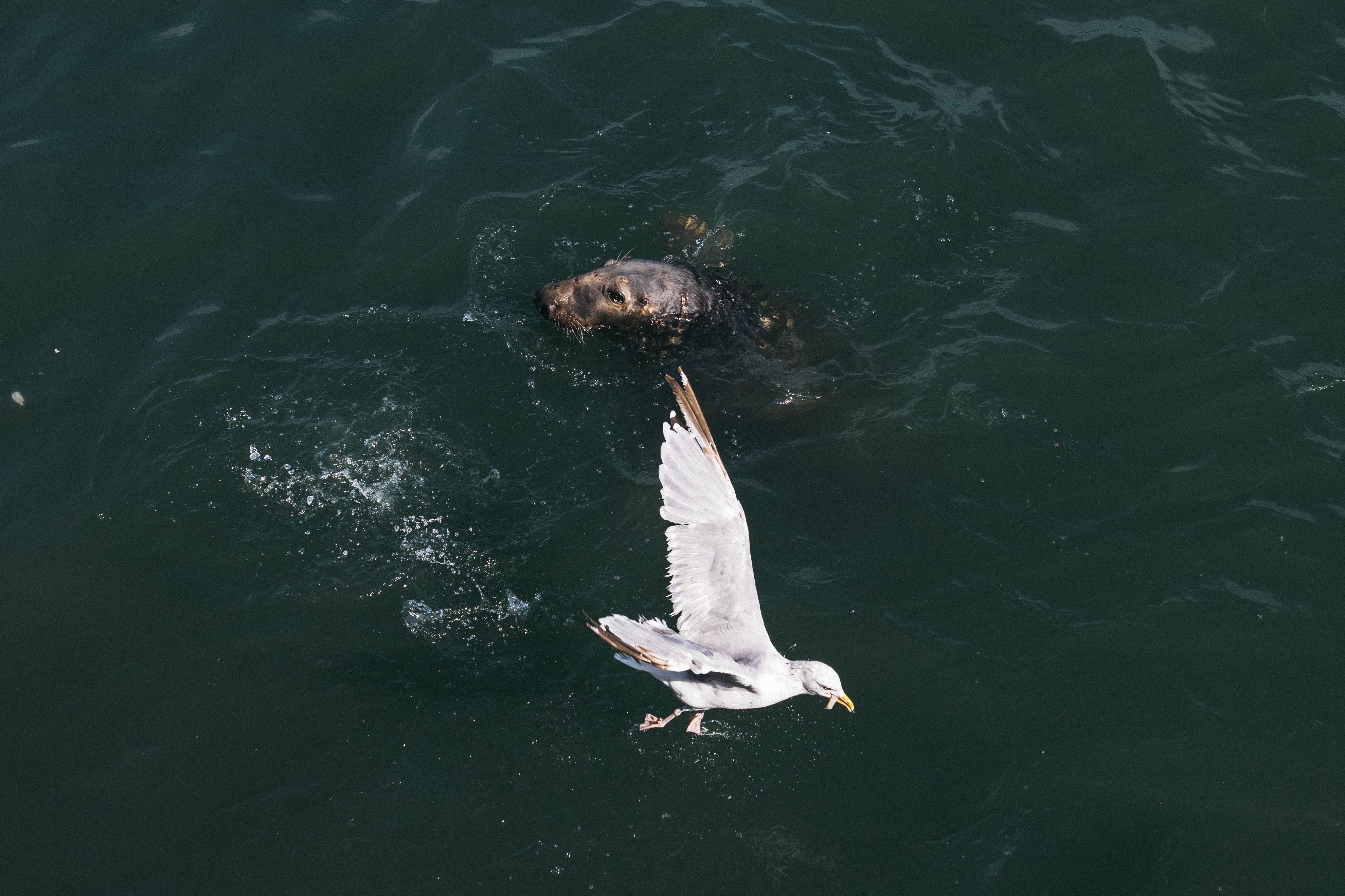 Aerial View of Seagull and Seal in Dublin Waters · Free Stock Photo