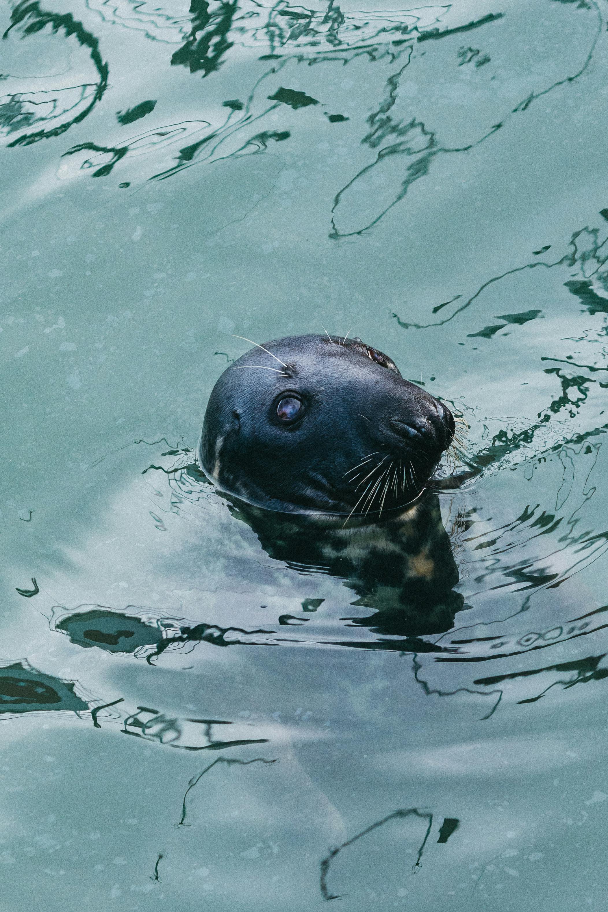 Animal Head Photos, Download The BEST Free Animal Head Stock Photos ...