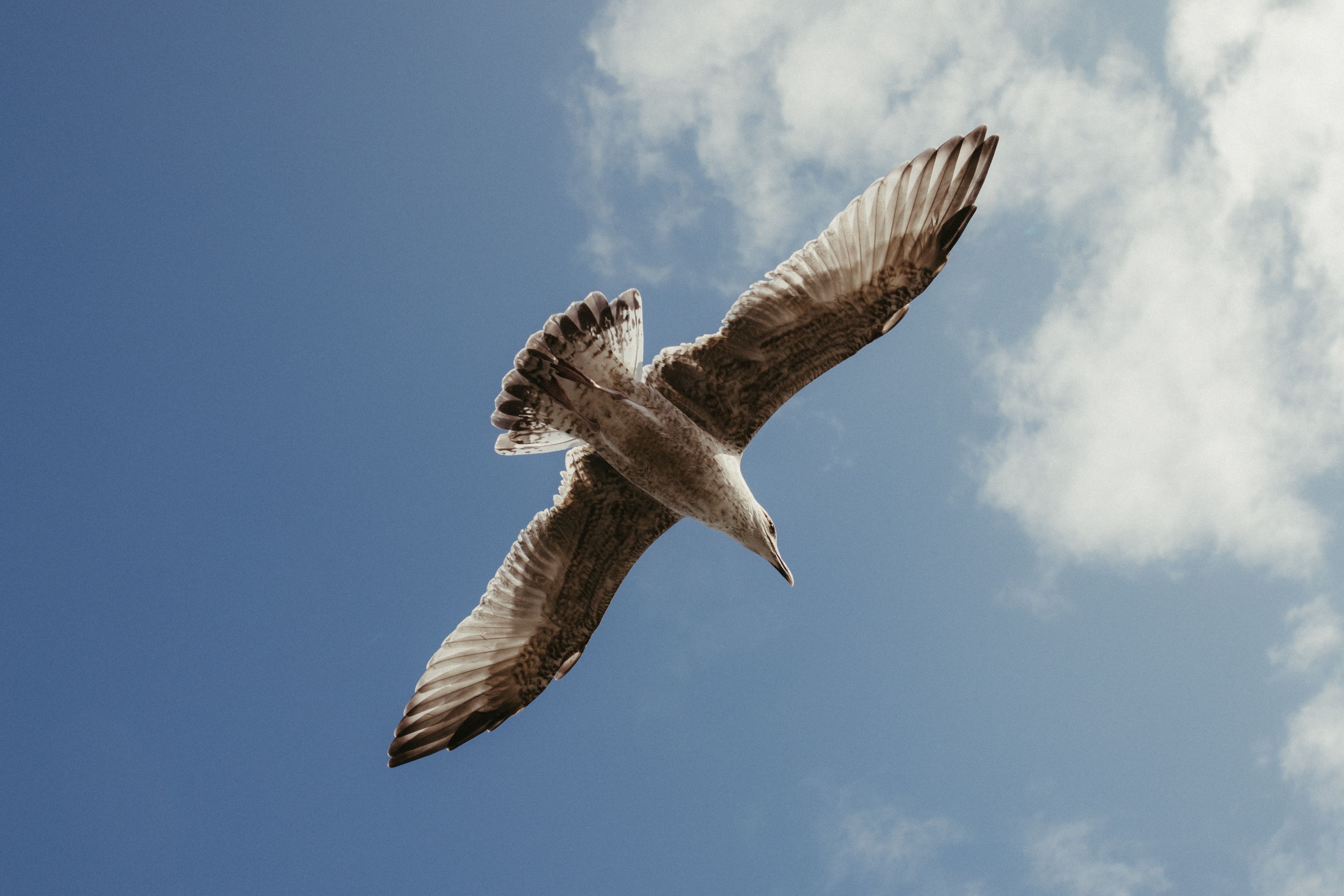 Soar Photos, Download The BEST Free Soar Stock Photos & HD Images
