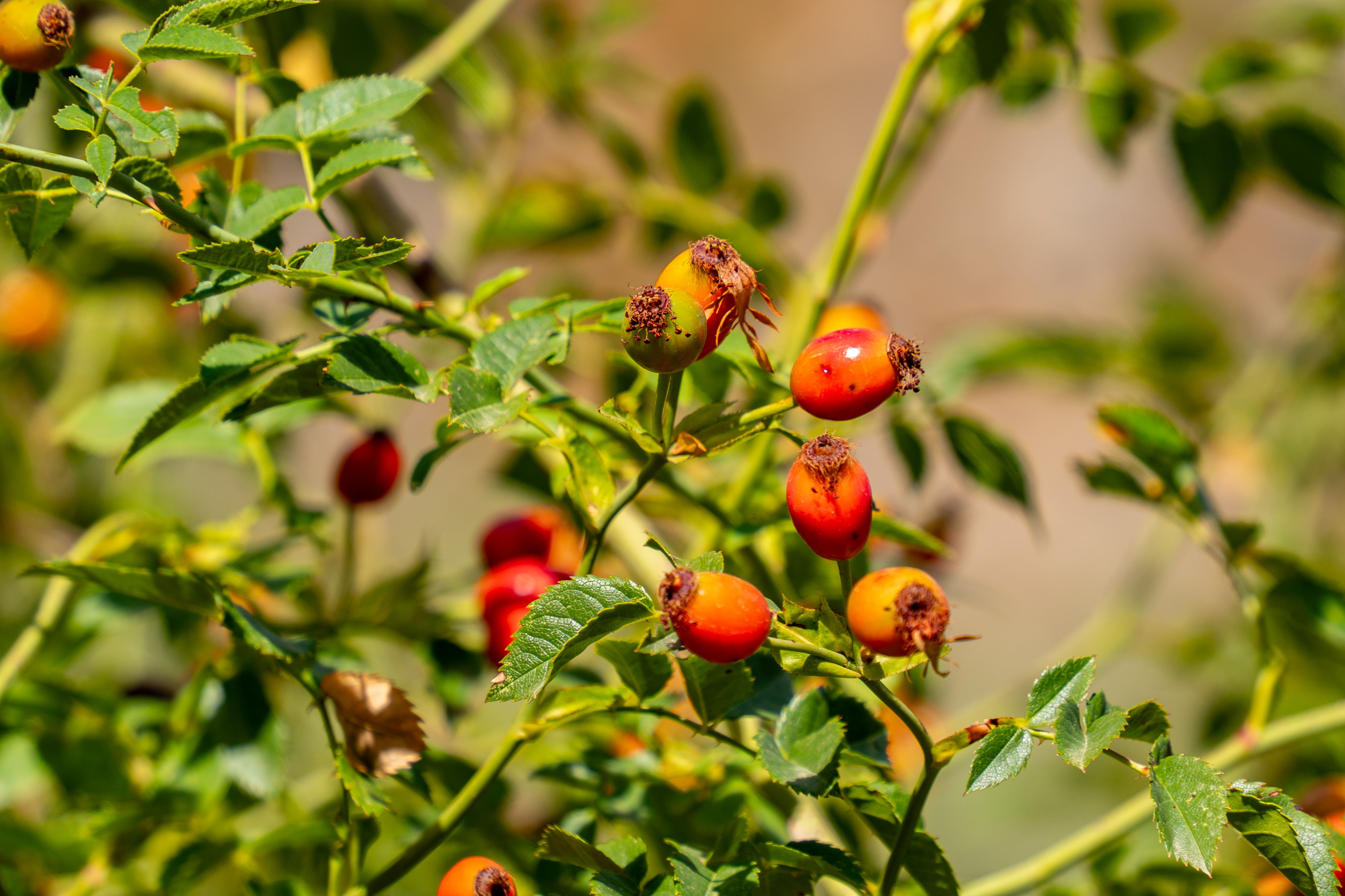 Vibrant Red Rose Hips on Thorny Branch · Free Stock Photo