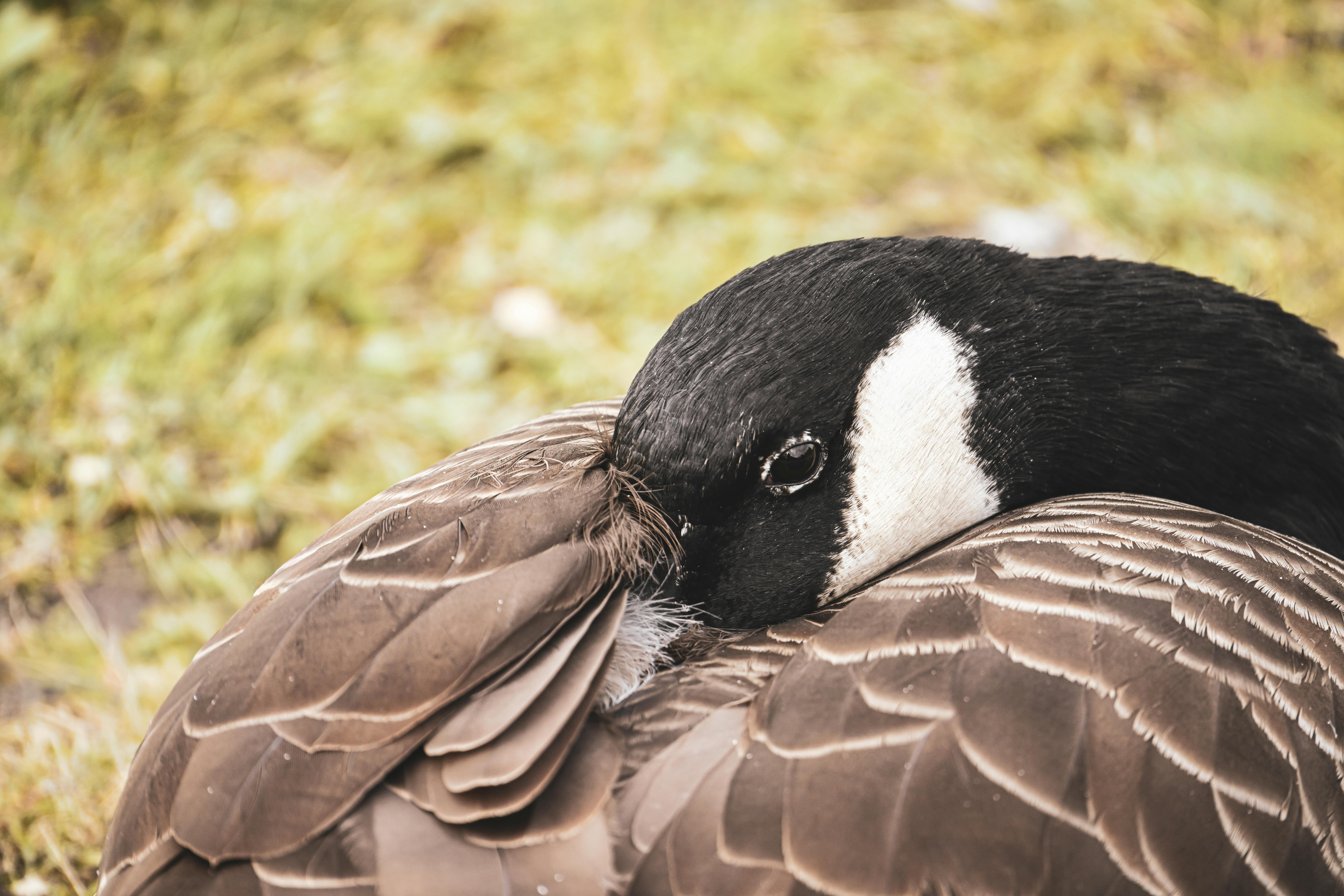 Close-up of a Resting Canada Goose in a Meadow · Free Stock Photo