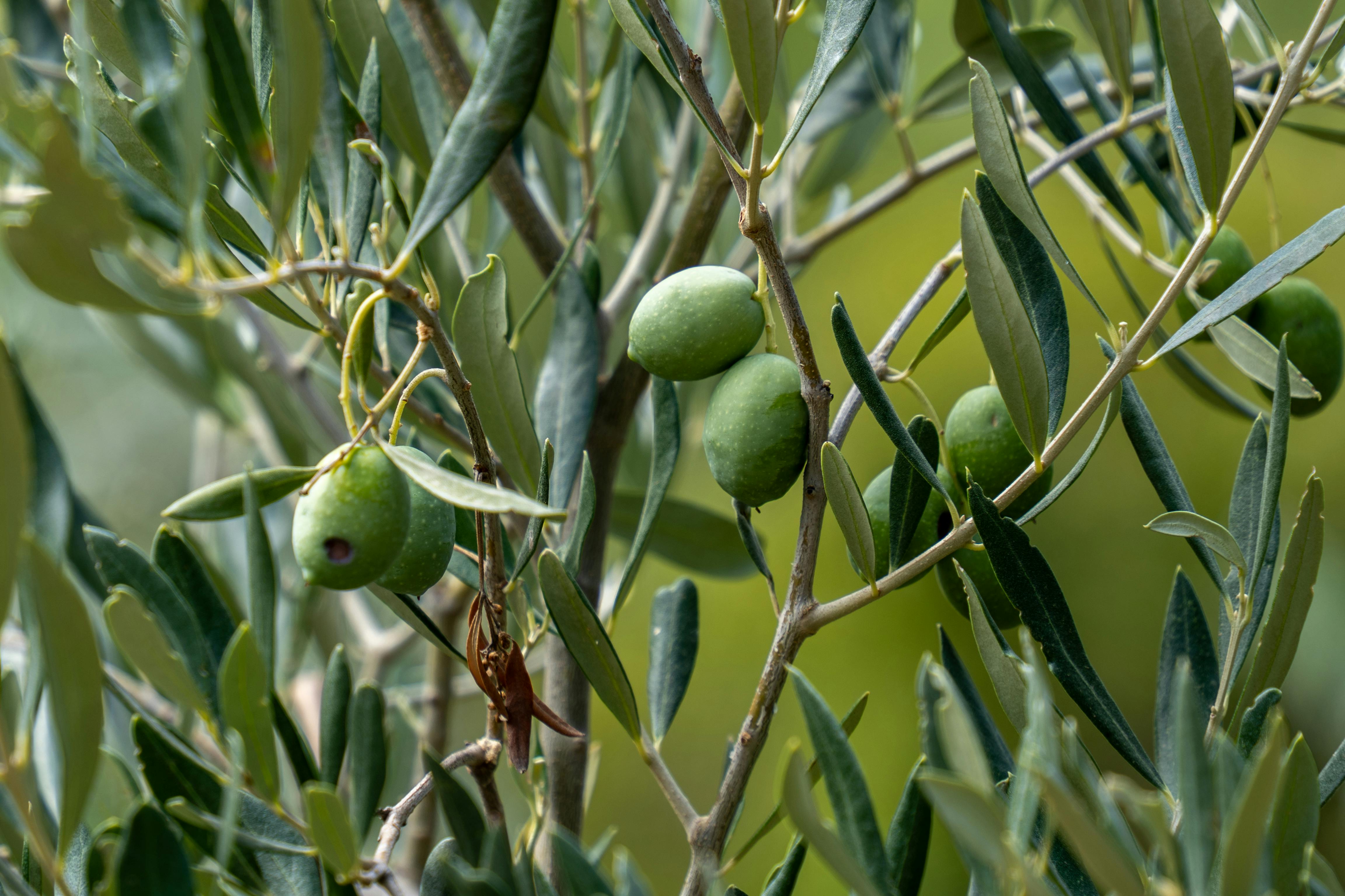 Olive Tree Photos, Download The BEST Free Olive Tree Stock Photos & HD ...