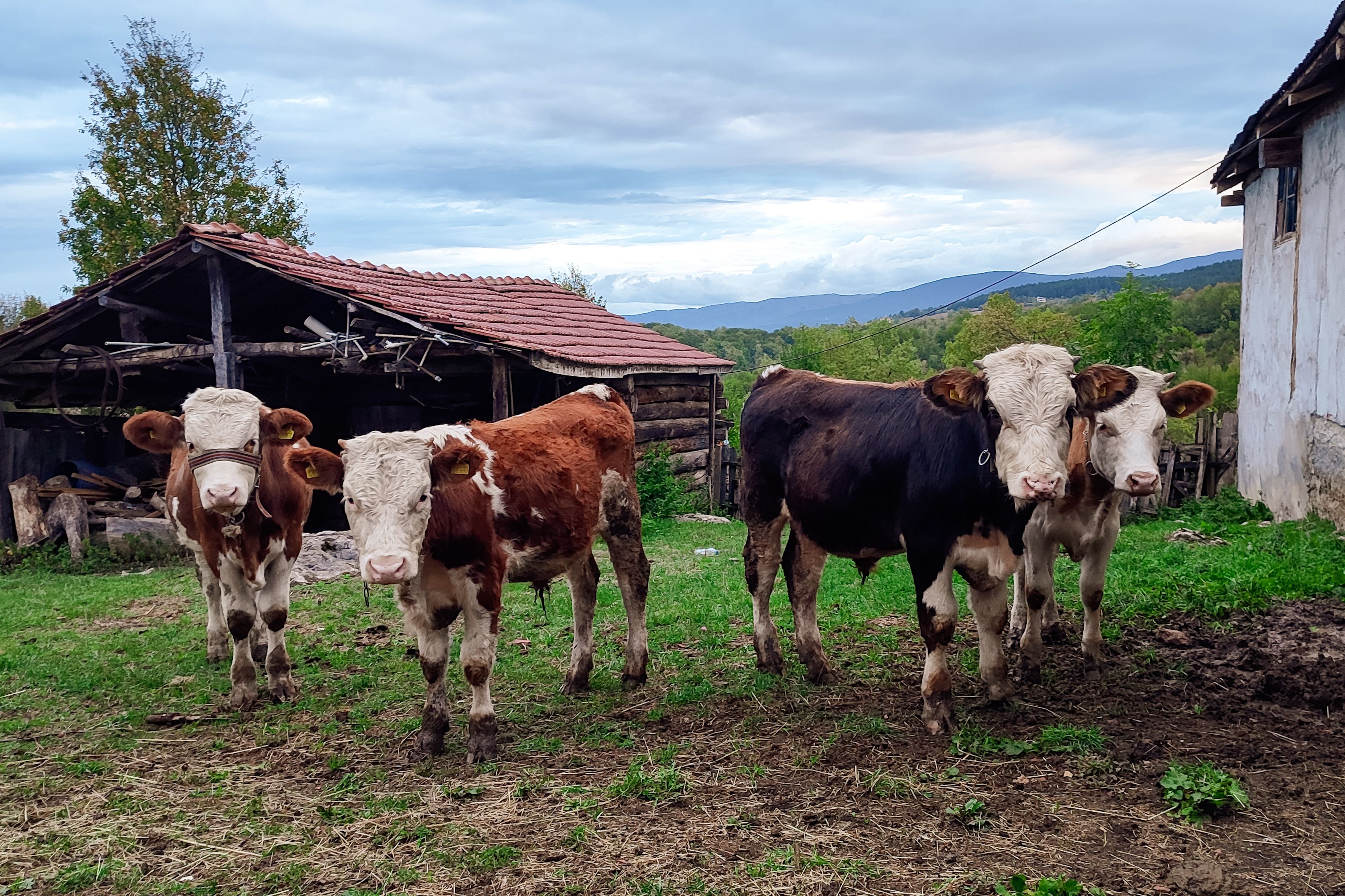Group of Cows in a Rural Farm Setting · Free Stock Photo