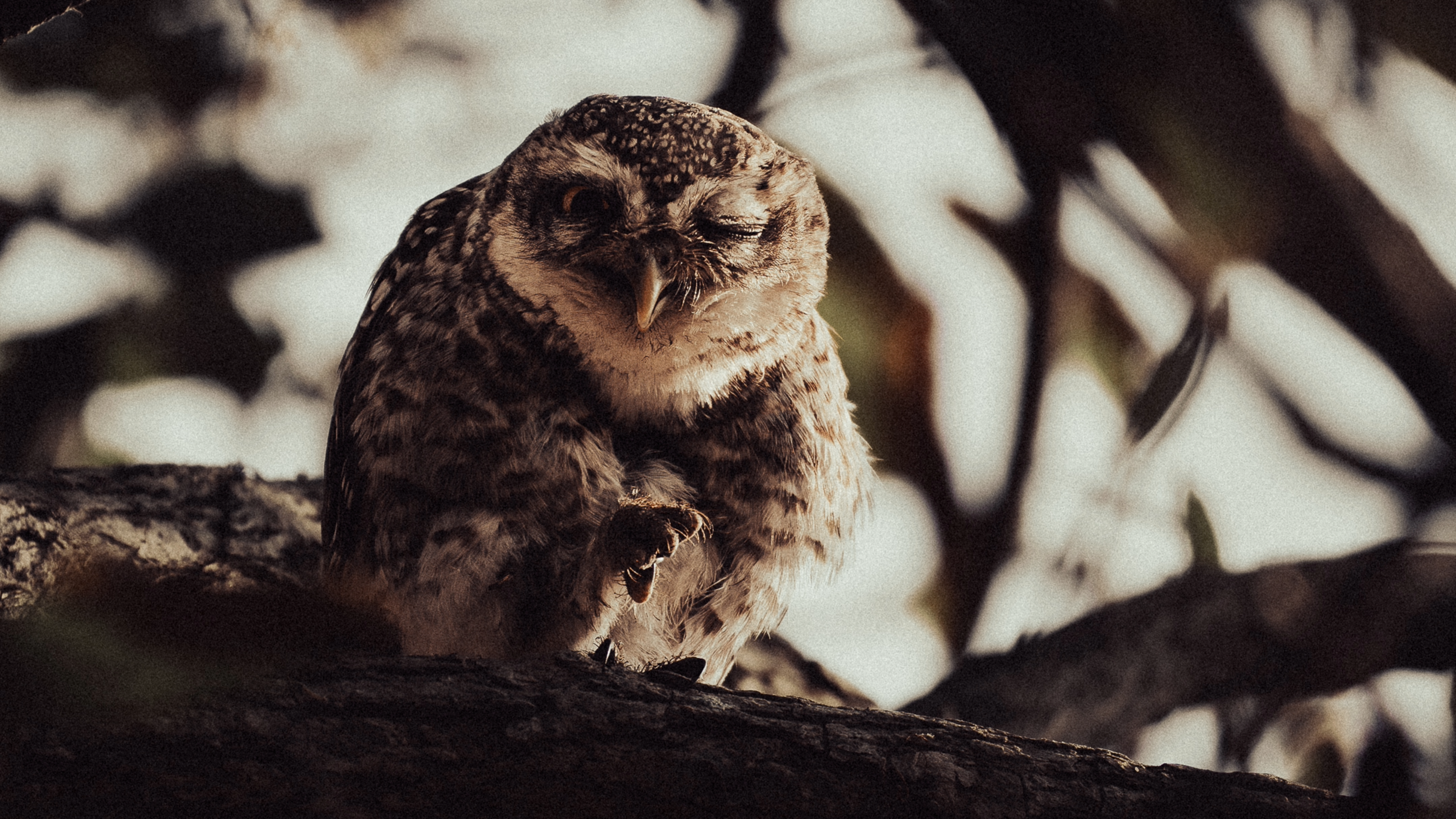 Charming Portrait of a Winking Spotted Owl · Free Stock Photo