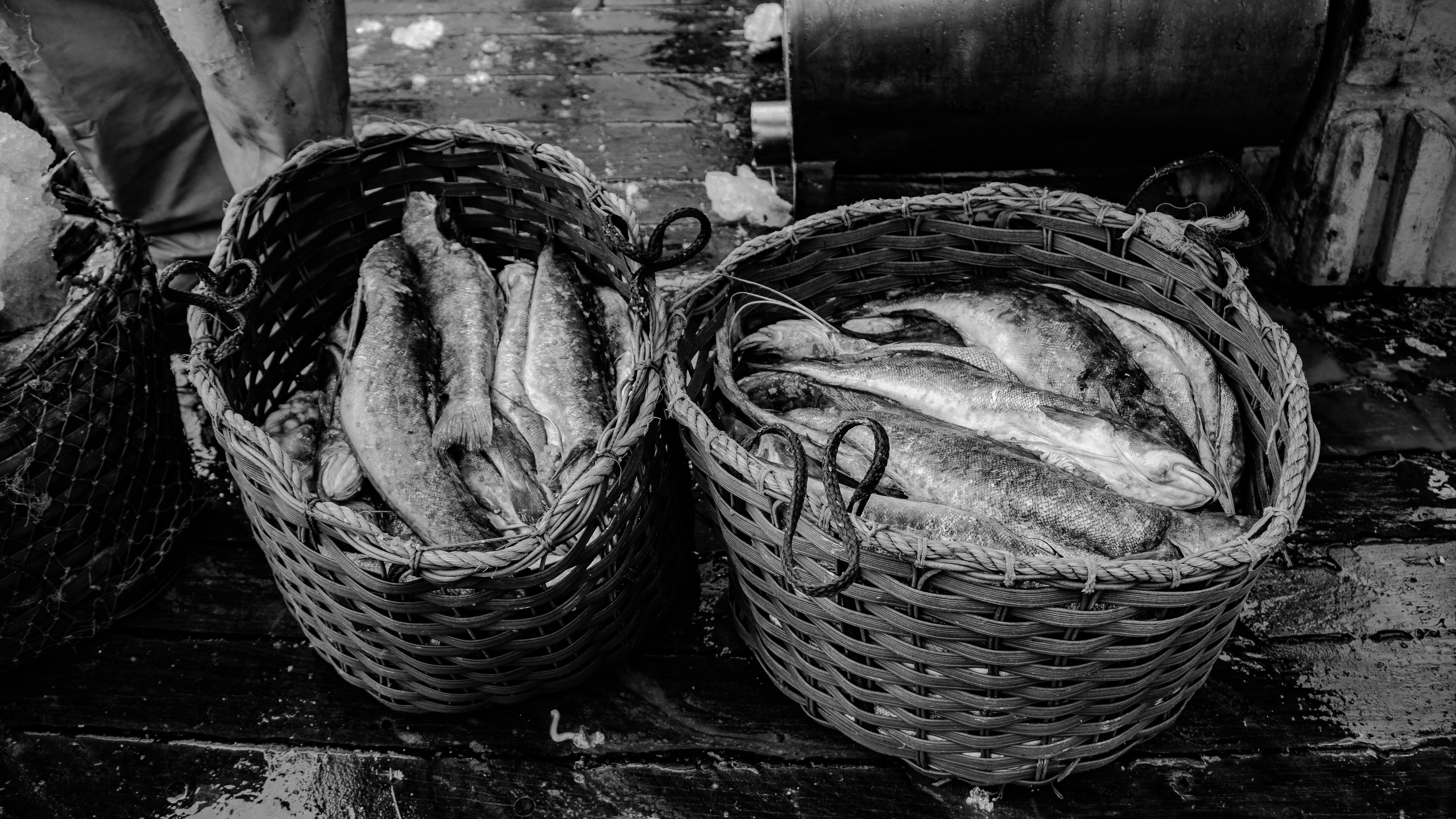 Freshly Caught Fish in Rustic Baskets · Free Stock Photo