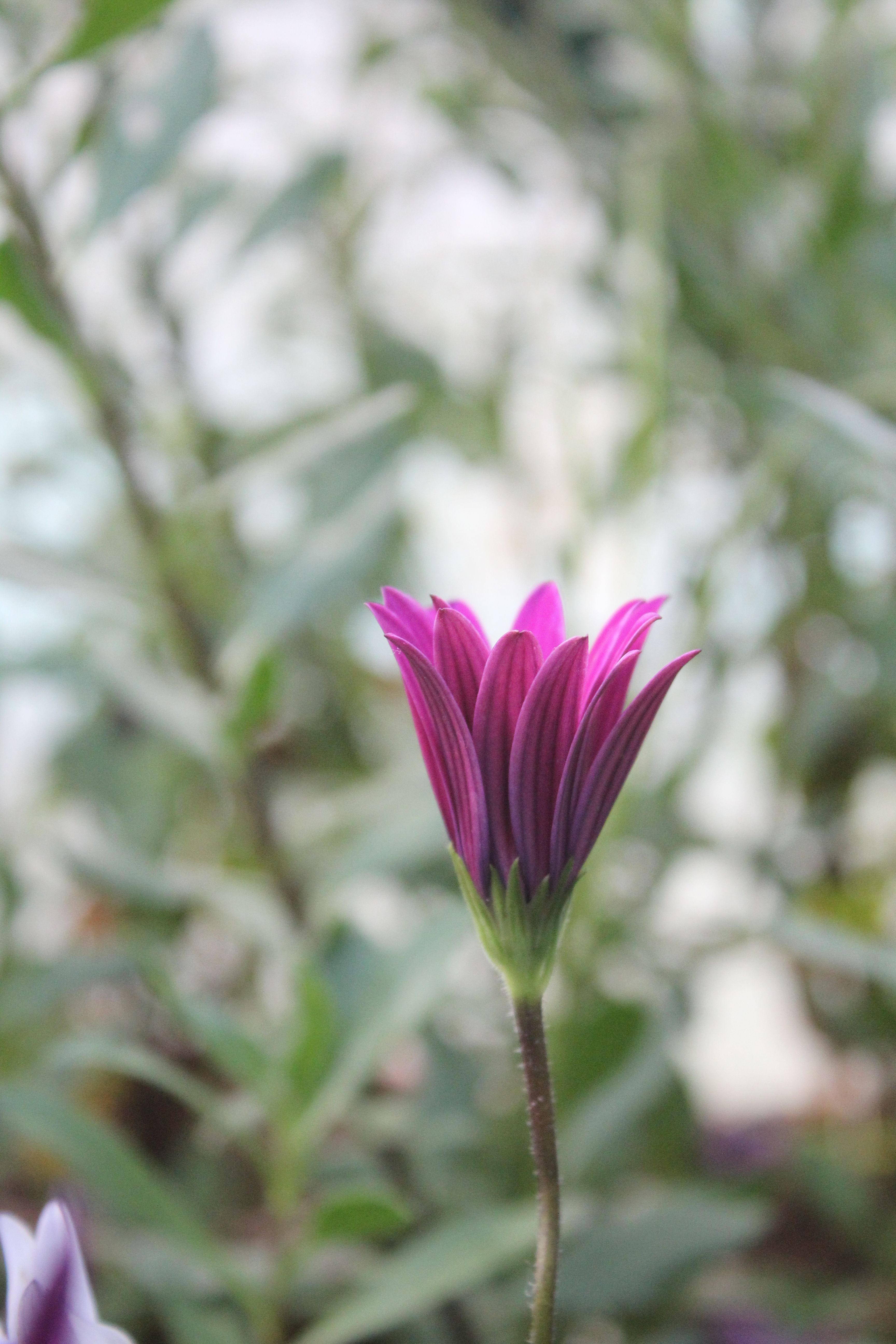 Close-up of a Purple Flower Bud Outdoors · Free Stock Photo