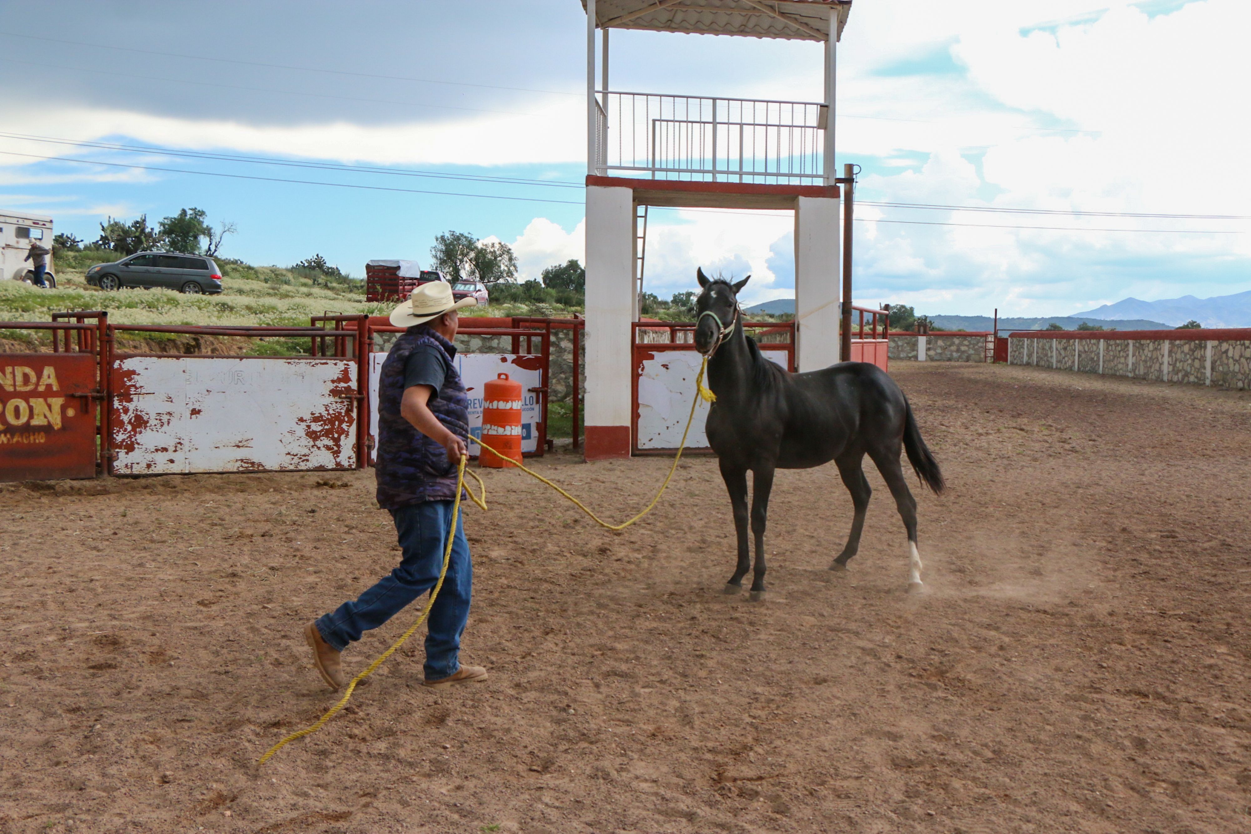 Horse training in outdoor arena with handler · Free Stock Photo
