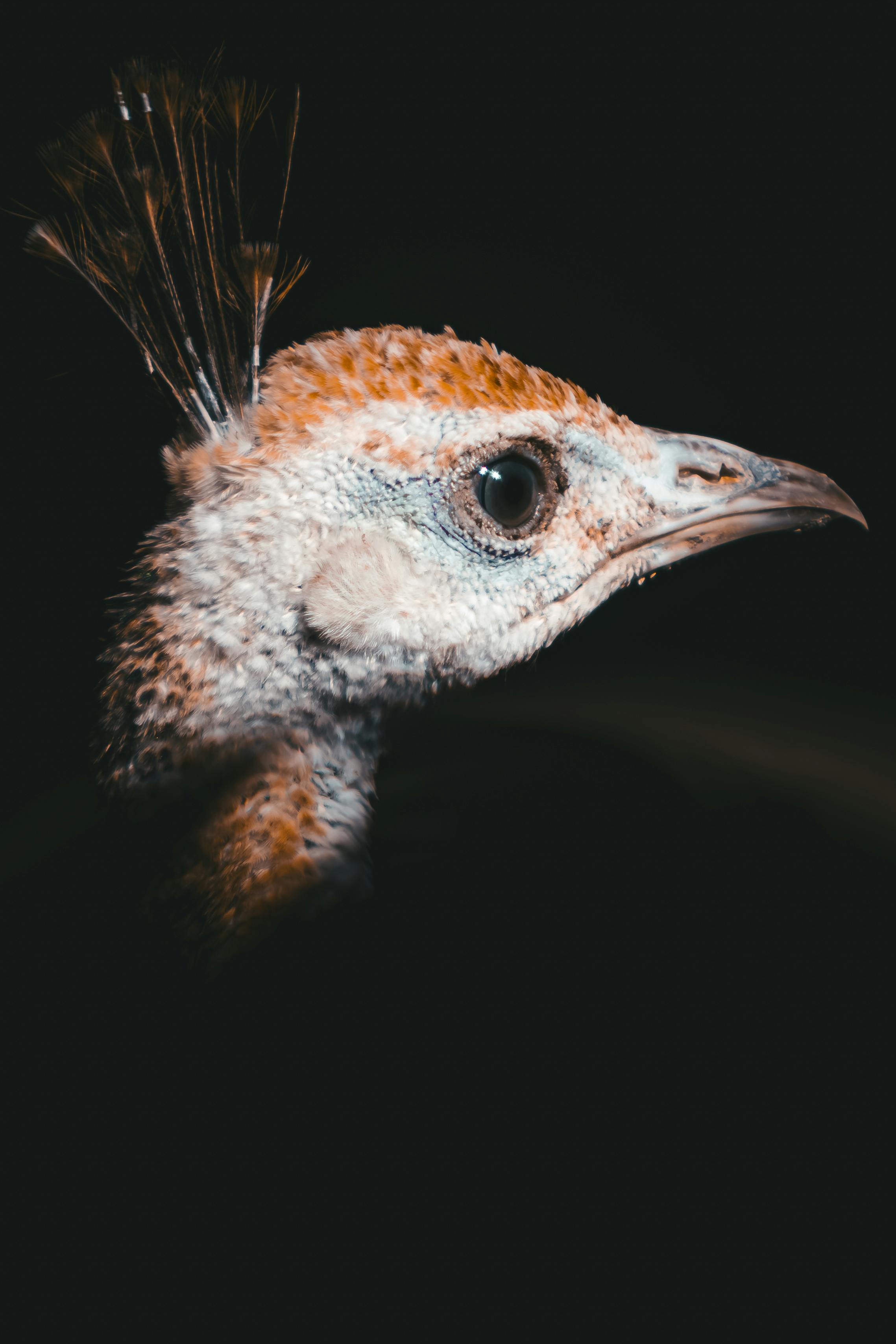 Peacock Images Photos, Download The BEST Free Peacock Images Stock ...