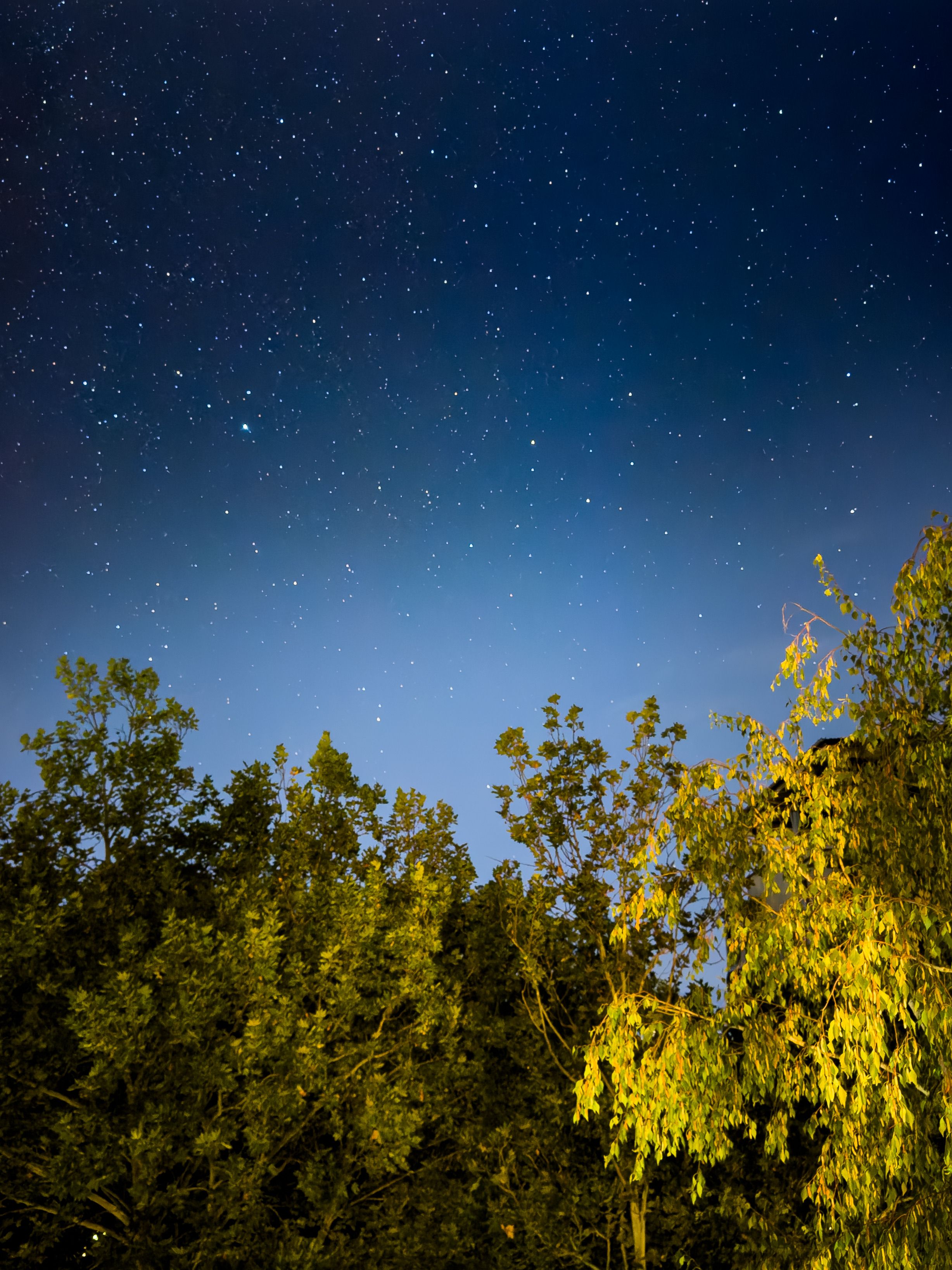 Starry Night Sky Over Tree Canopy · Free Stock Photo