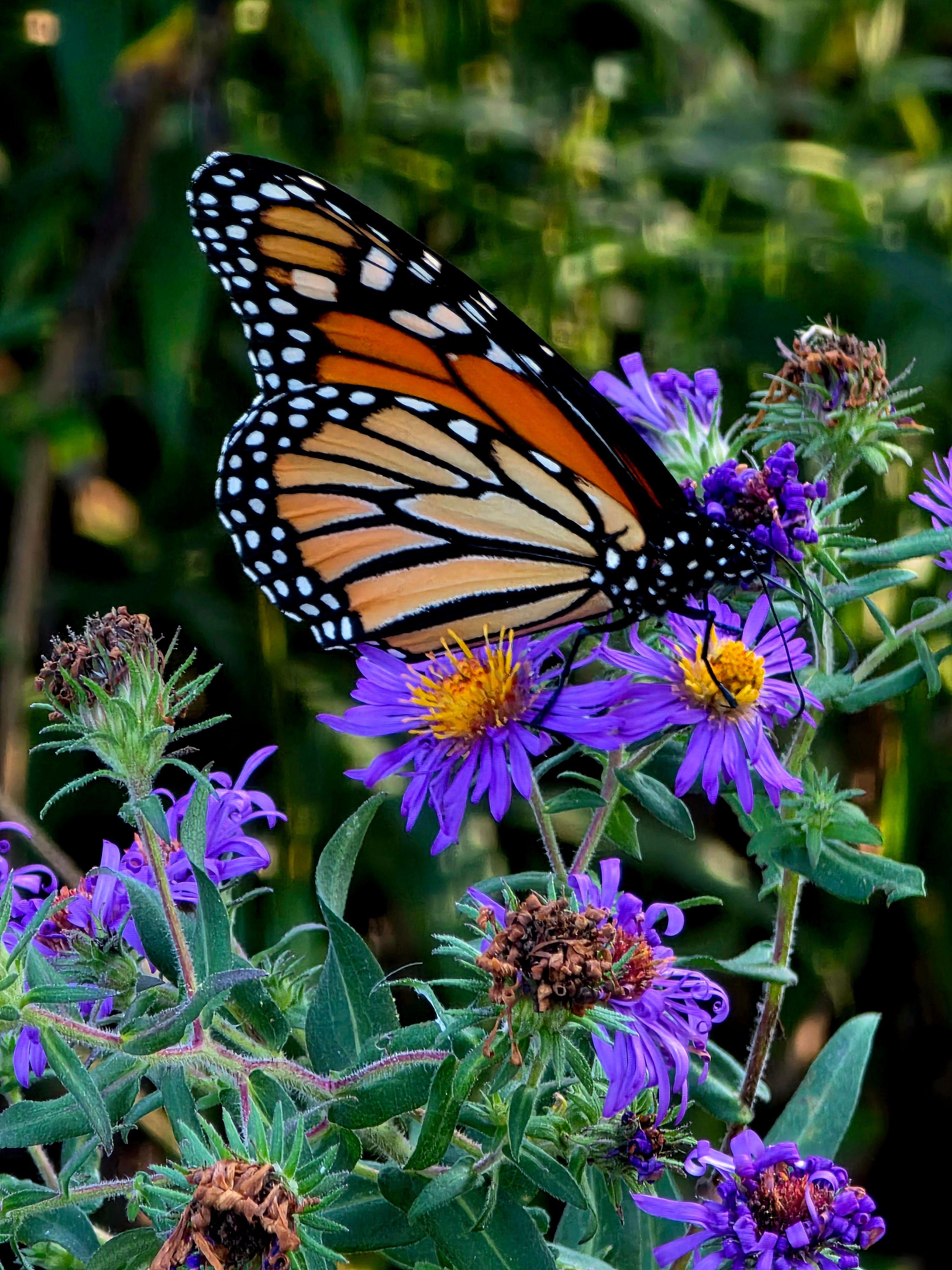 Bud Jenkins Photography
