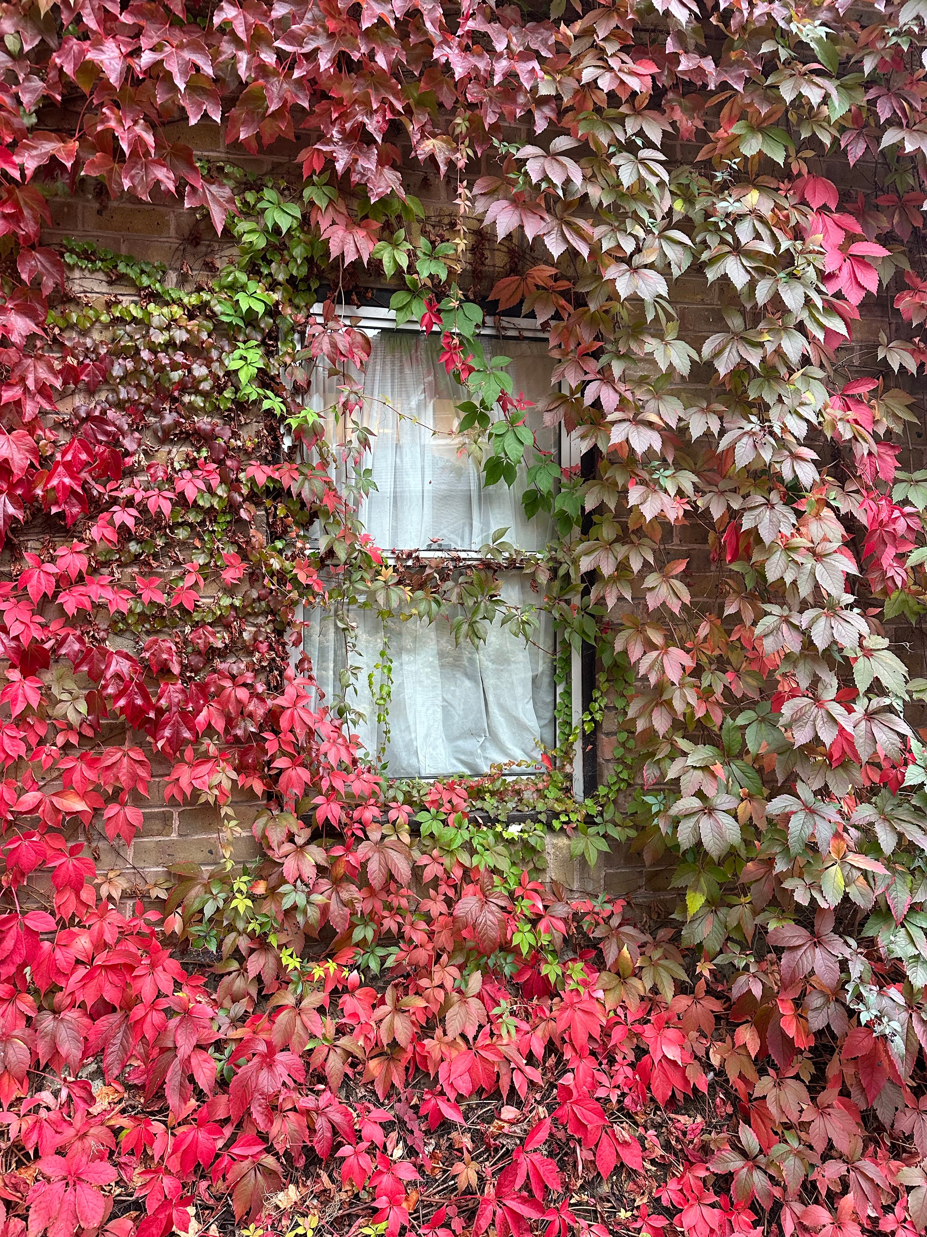 Photo of Window With Vine Plants · Free Stock Photo