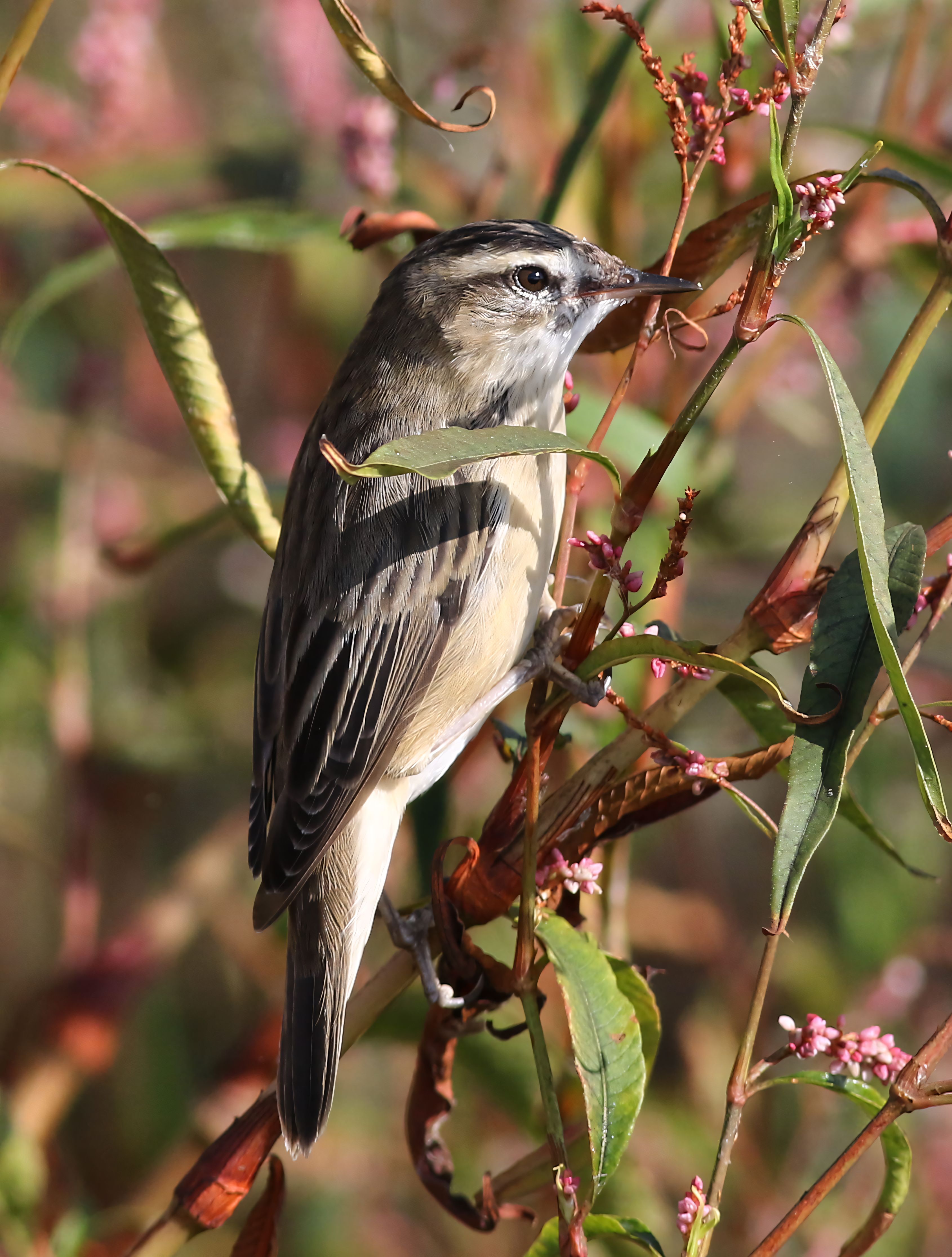 Sedge Warbler Perched in Lush Wetland Habitat · Free Stock Photo