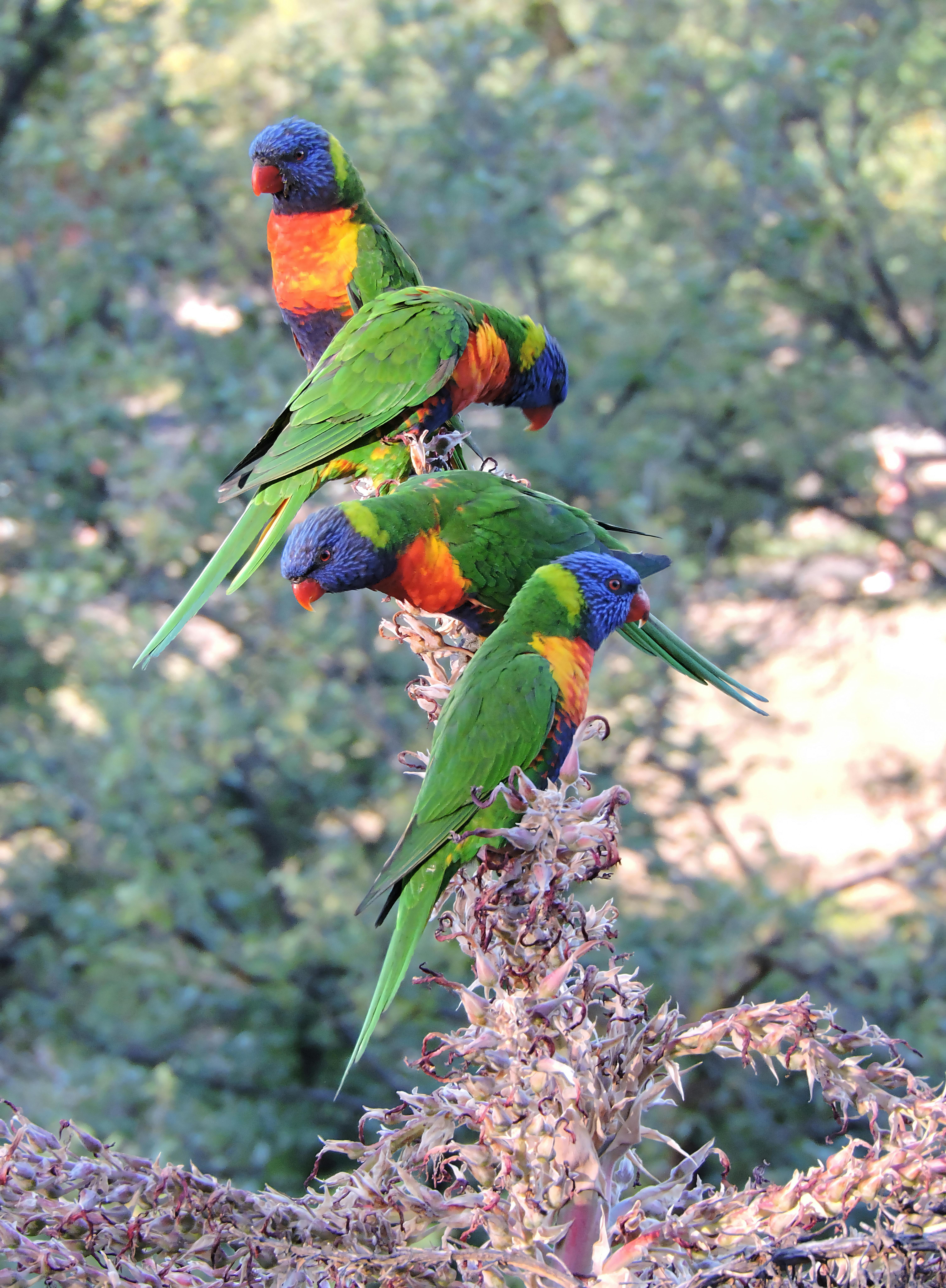 Colorful Birds Photos, Download The BEST Free Colorful Birds Stock ...