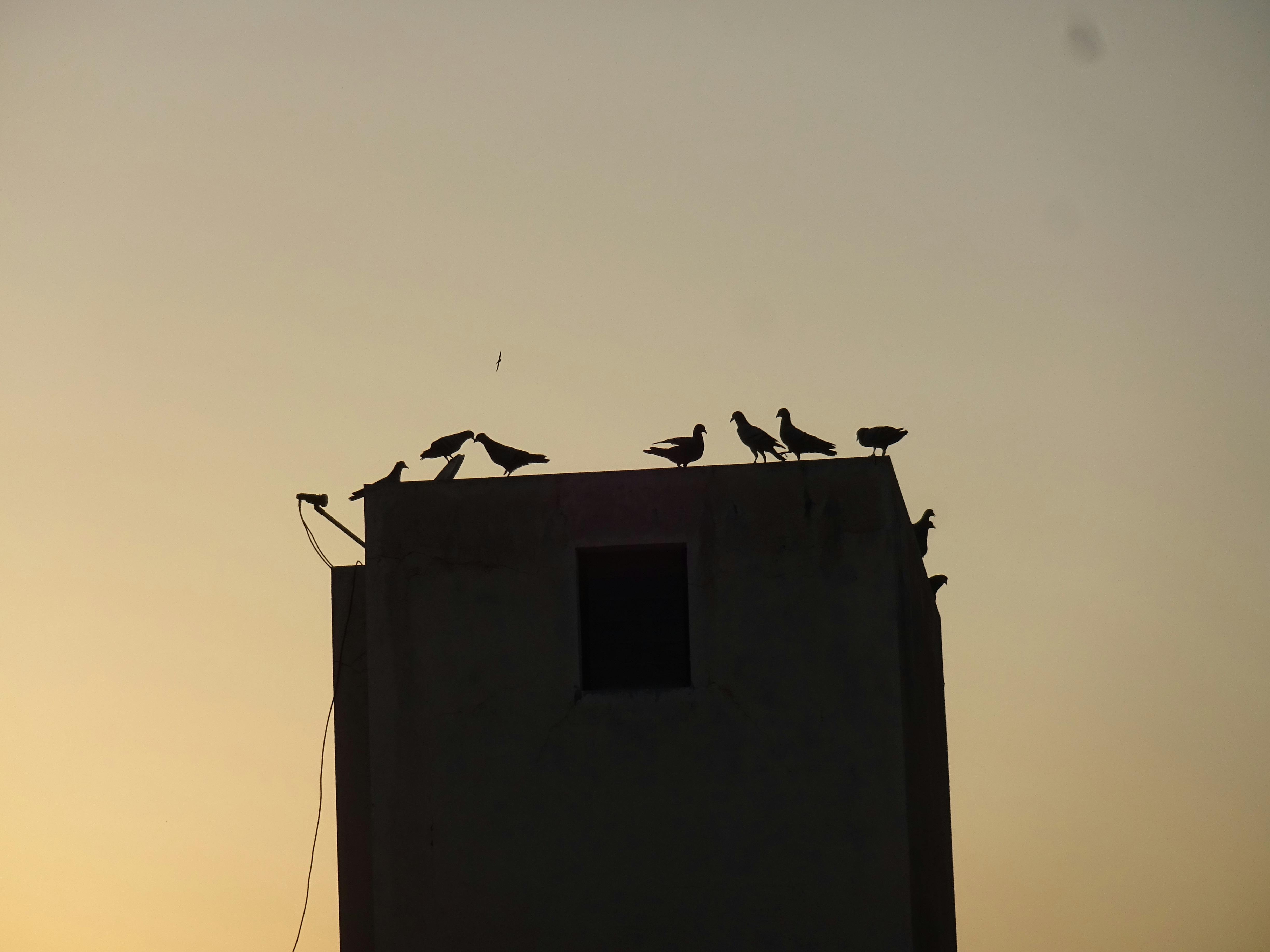 Free stock photo of building top, doves, eveningtime