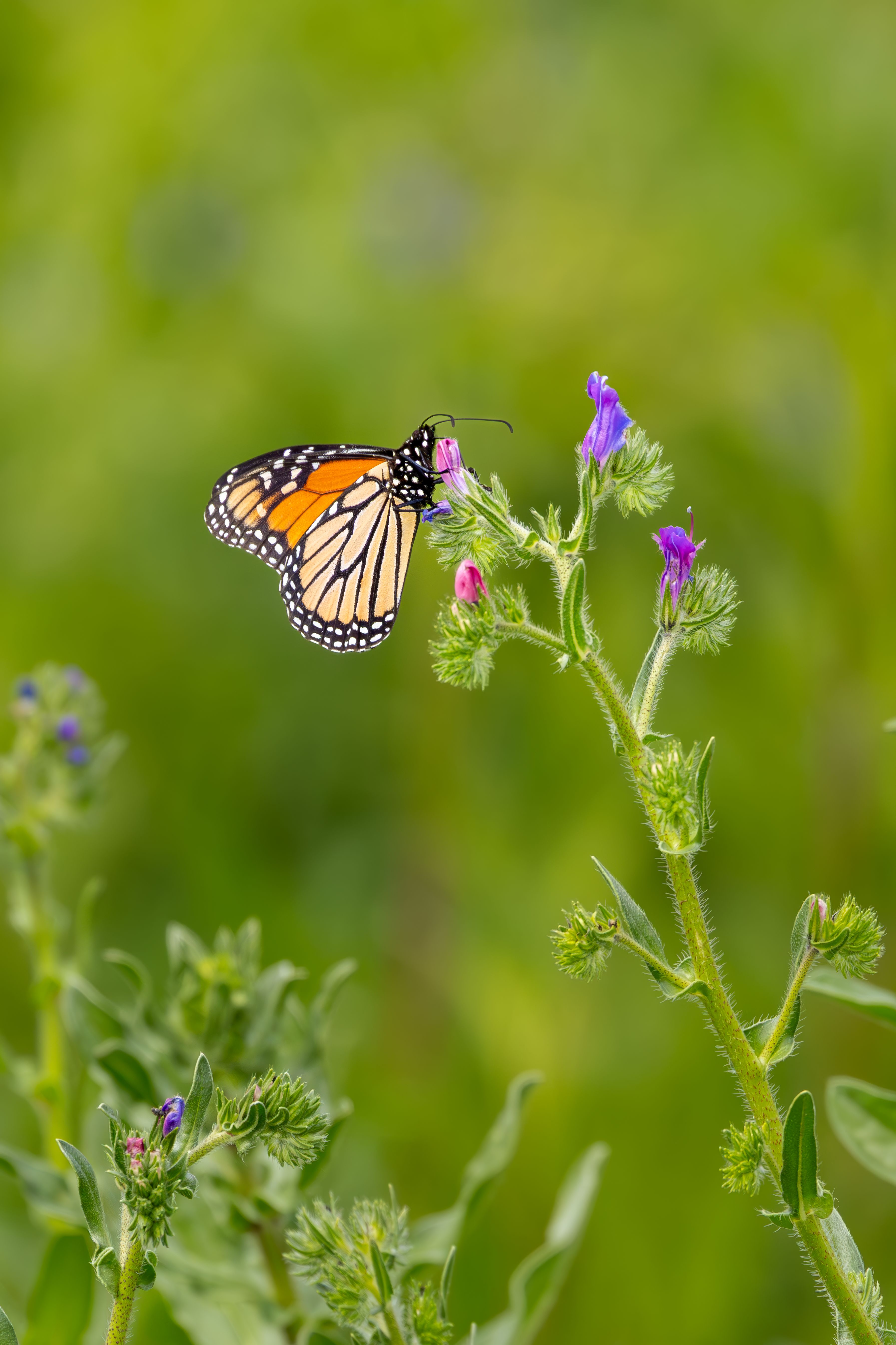 Monarch Butterfly on Wildflowers in Spring · Free Stock Photo