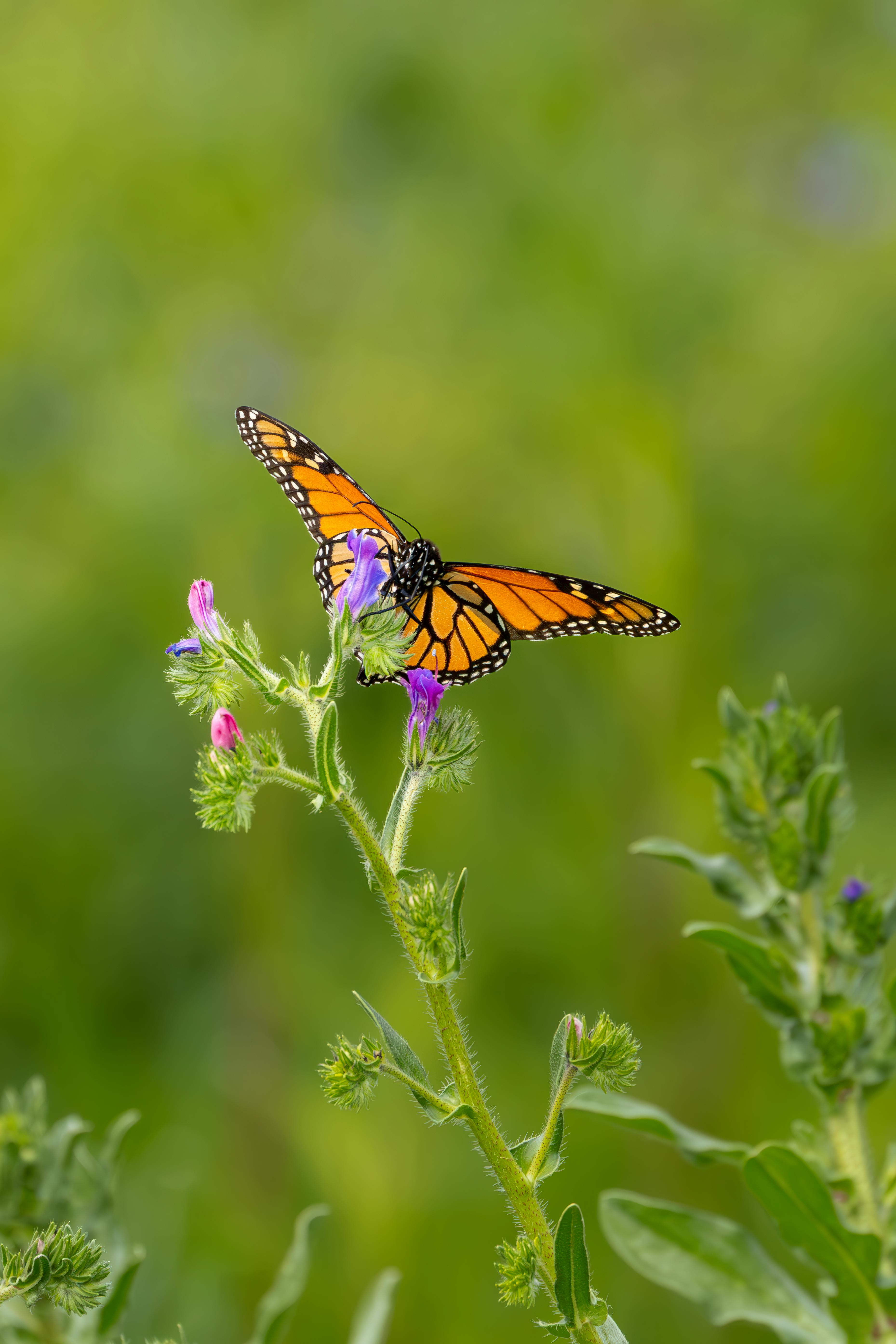 Australian Insect Photos, Download The BEST Free Australian Insect ...