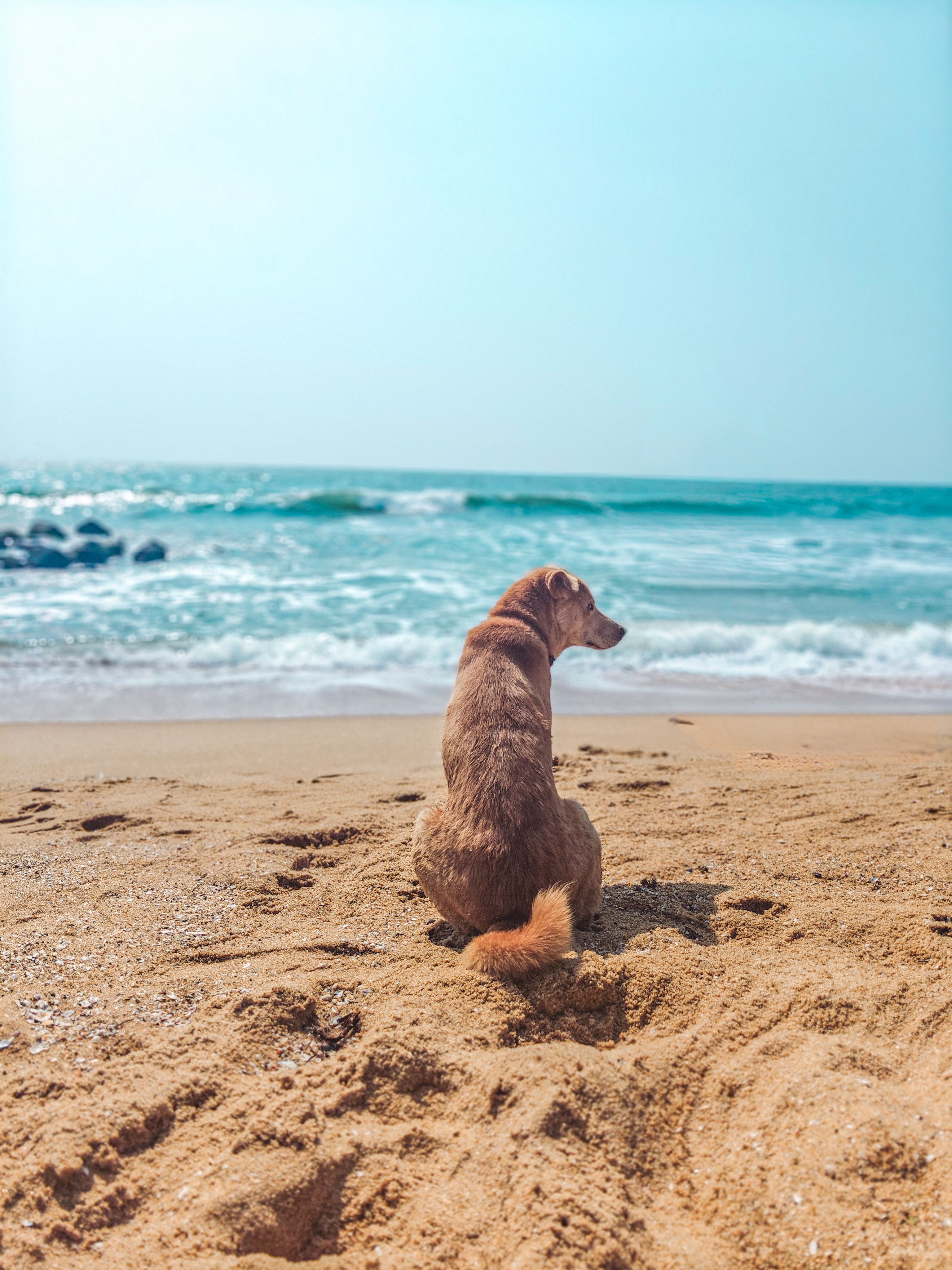 Pet Wallpaper Photos, Download The BEST Free Pet Wallpaper Stock Photos ...