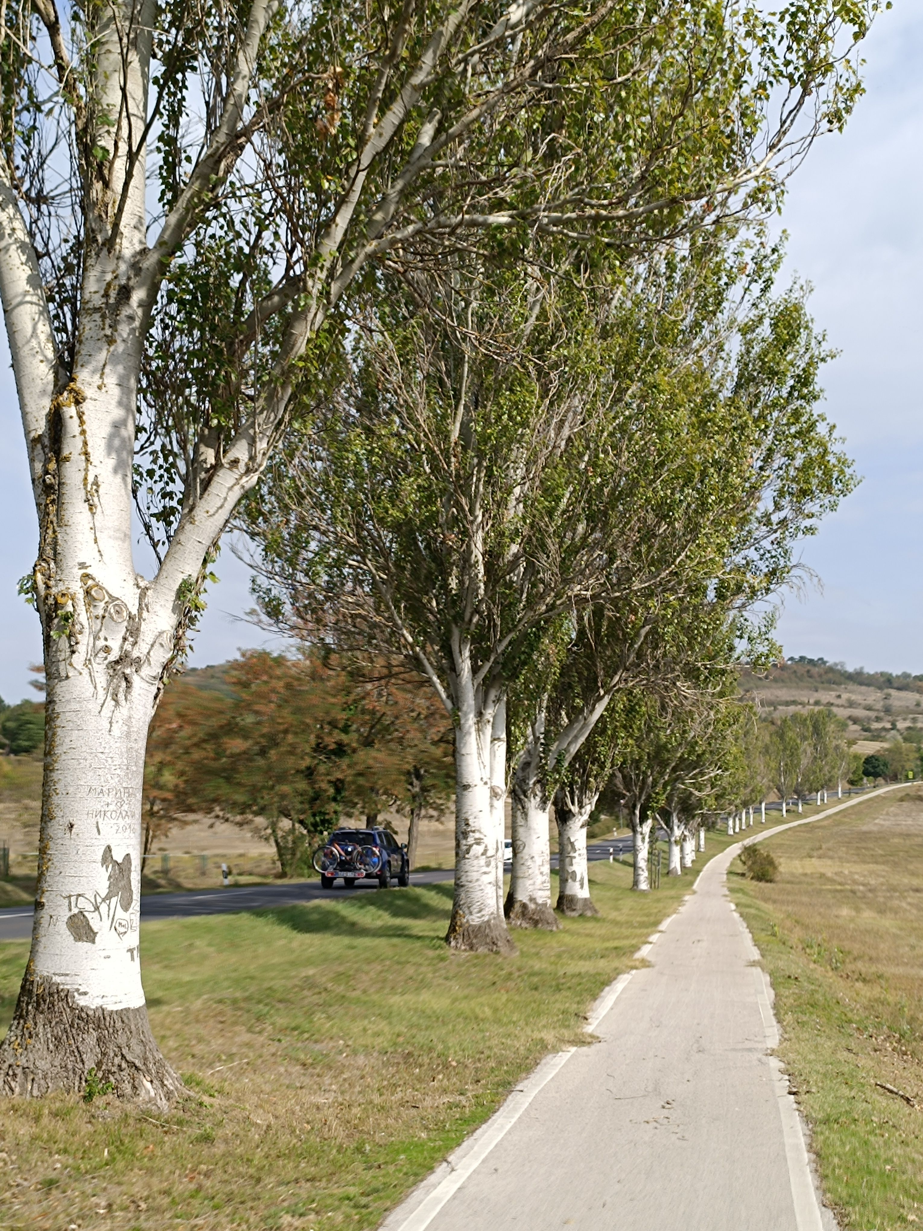 Scenic Tree-lined Pathway on a Sunny Day · Free Stock Photo