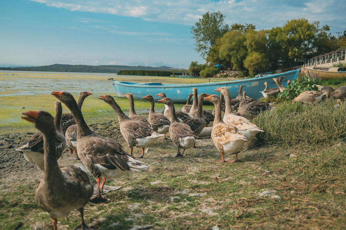 Birds Jpg Files Photos, Download The BEST Free Birds Jpg Files Stock ...