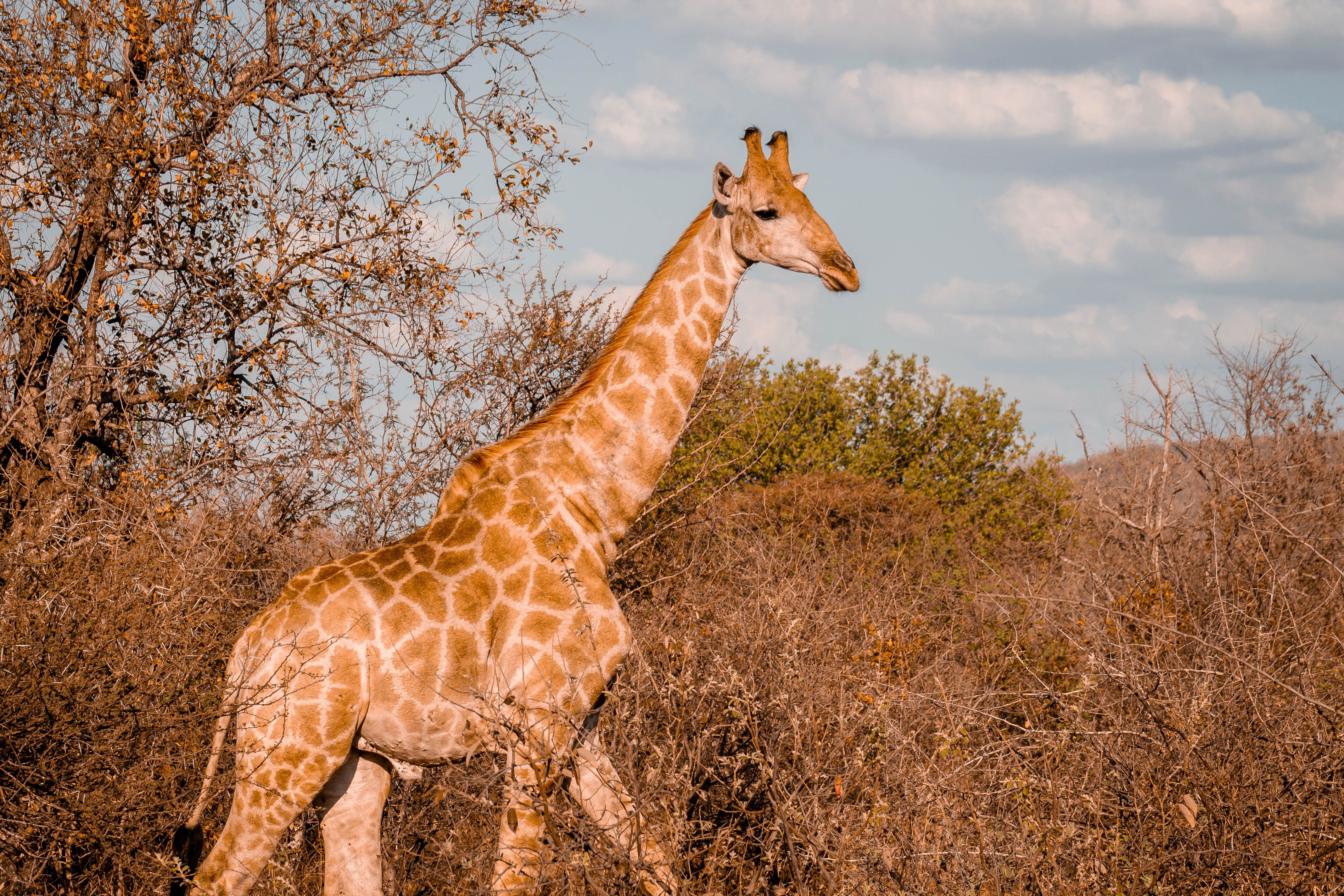 Giraffe in Natural Habitat with Blue Sky · Free Stock Photo