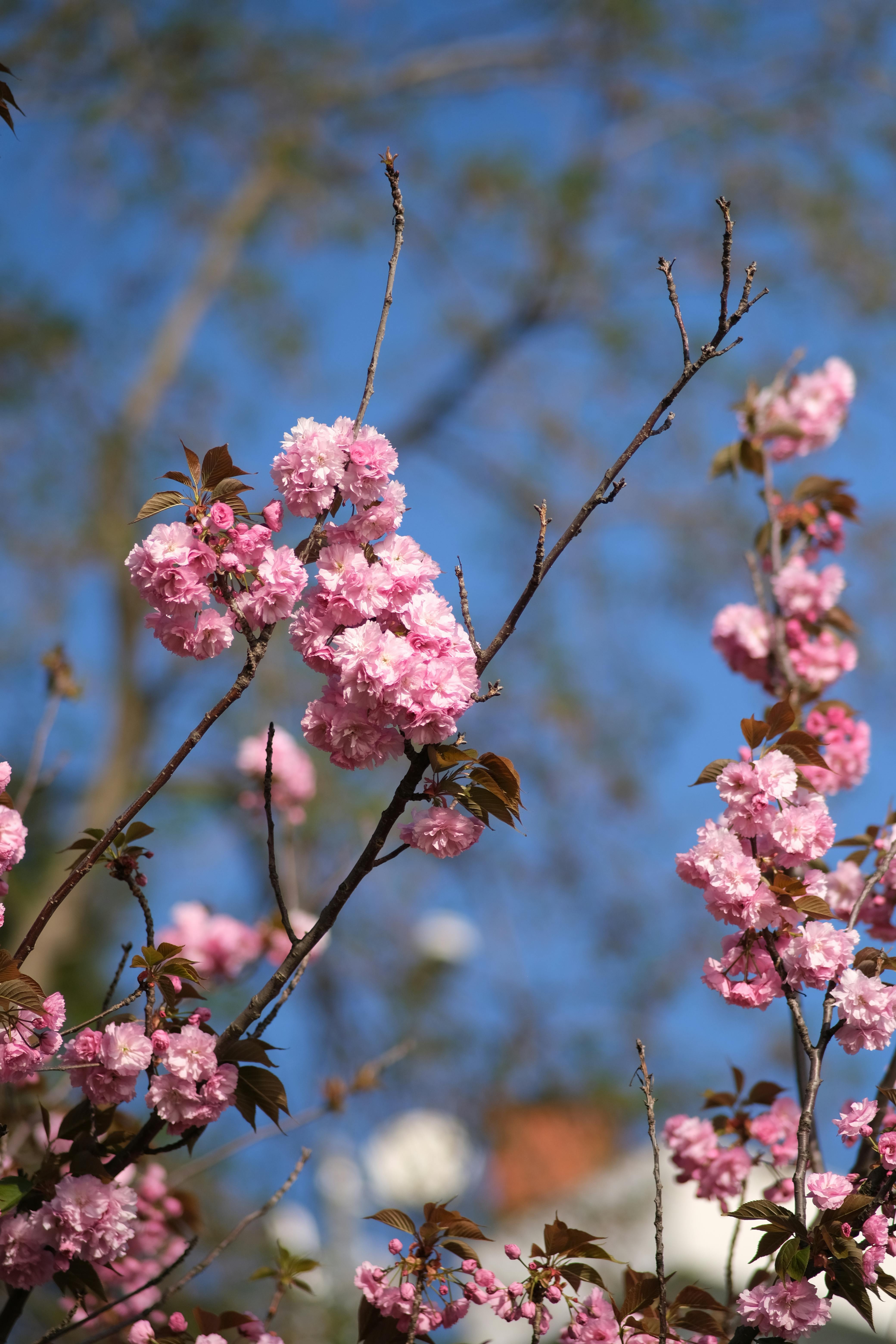 Springtime Photos, Download The BEST Free Springtime Stock Photos & HD ...