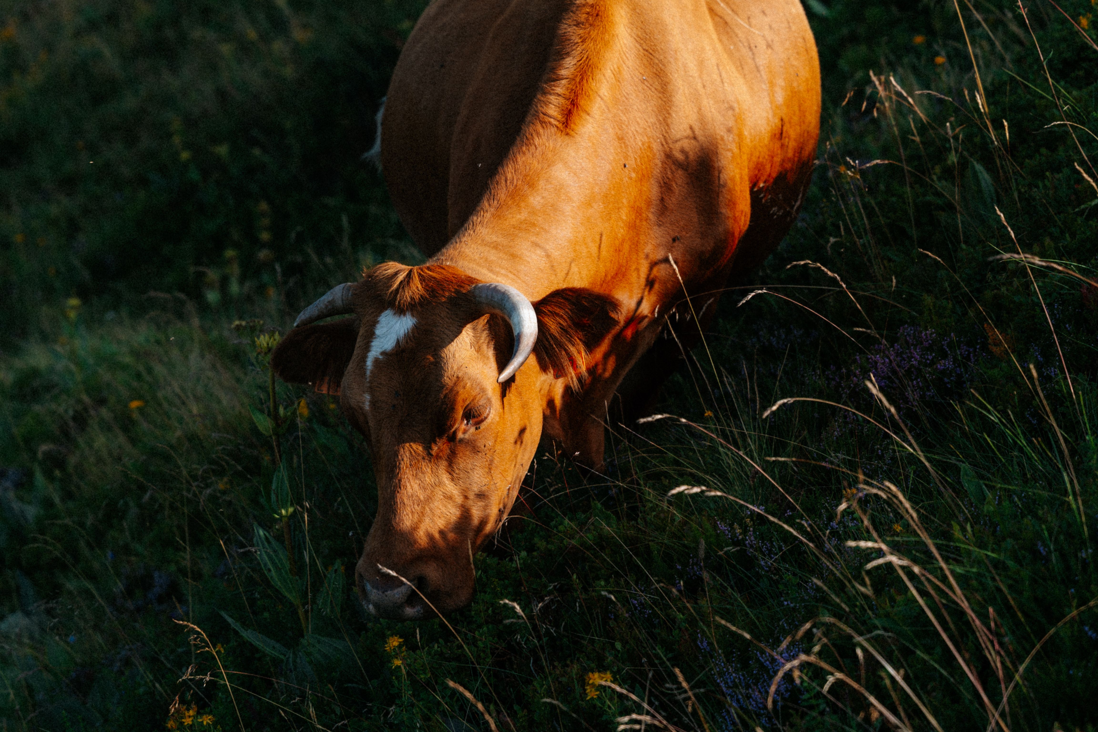 Farm Animal Photos, Download The BEST Free Farm Animal Stock Photos ...